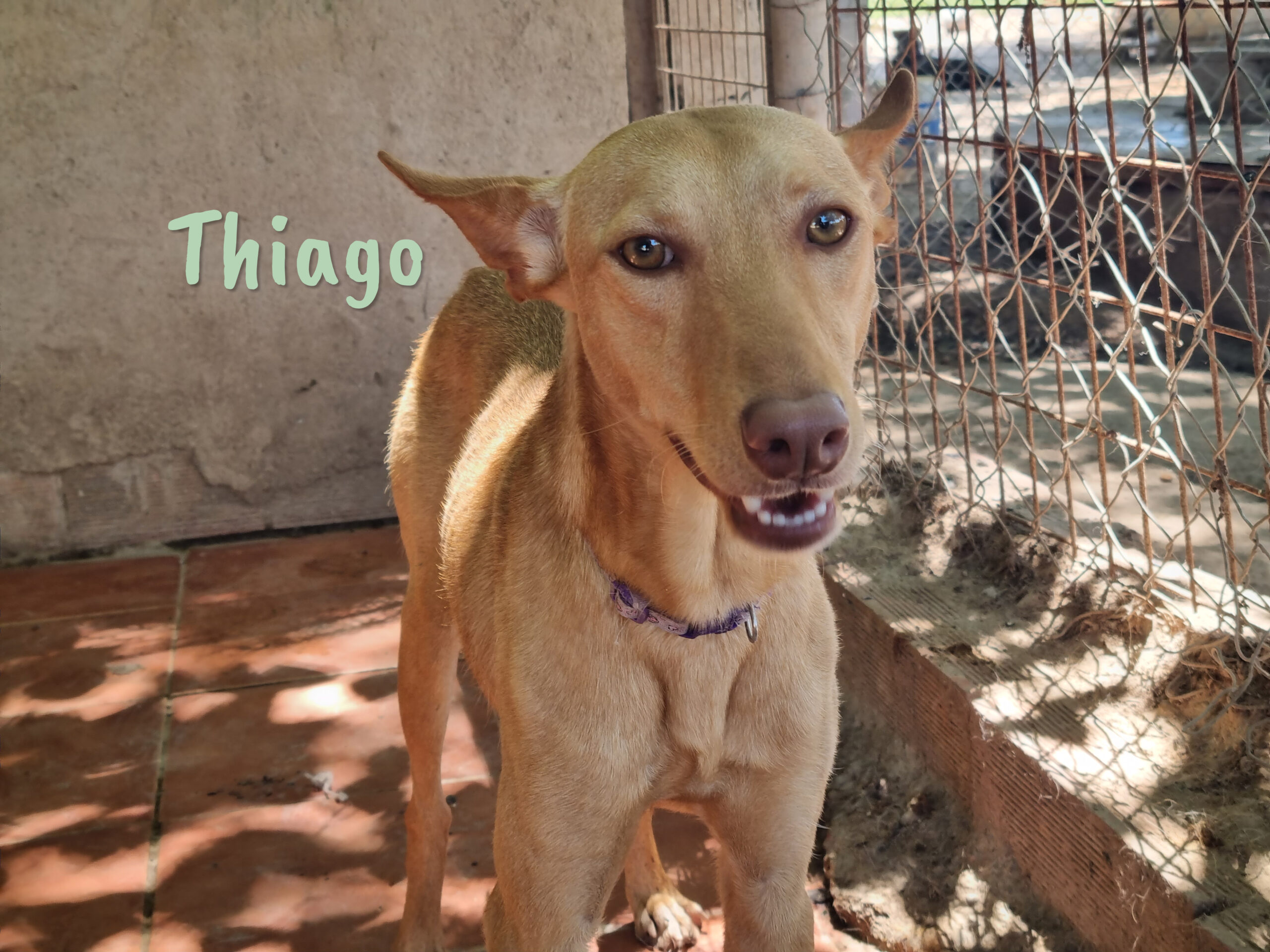 Thiago » Tierschutzverein SOS-Dogs e.V.