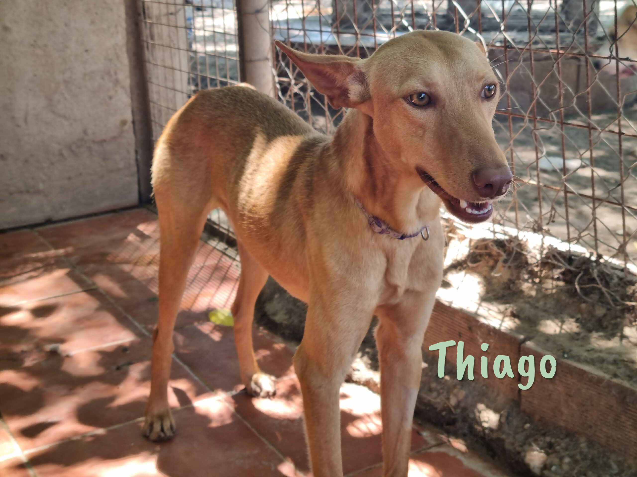 Thiago » Tierschutzverein SOS-Dogs e.V.