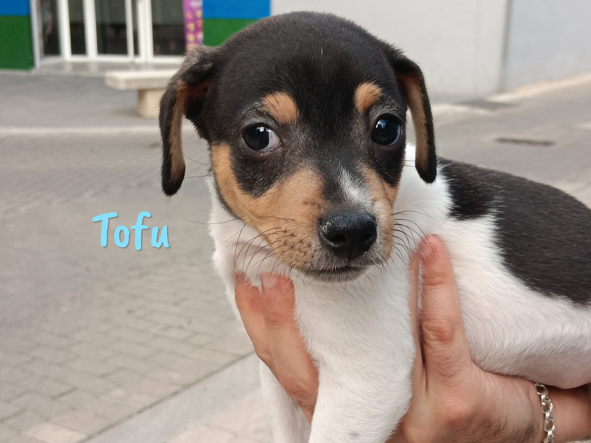 Tofu » Tierschutzverein SOS-Dogs e.V.