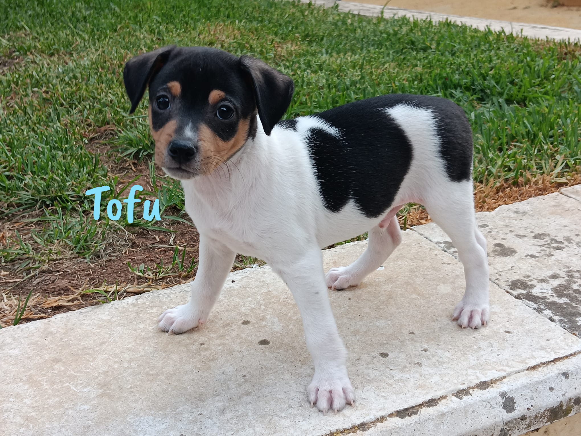 Tofu » Tierschutzverein SOS-Dogs e.V.