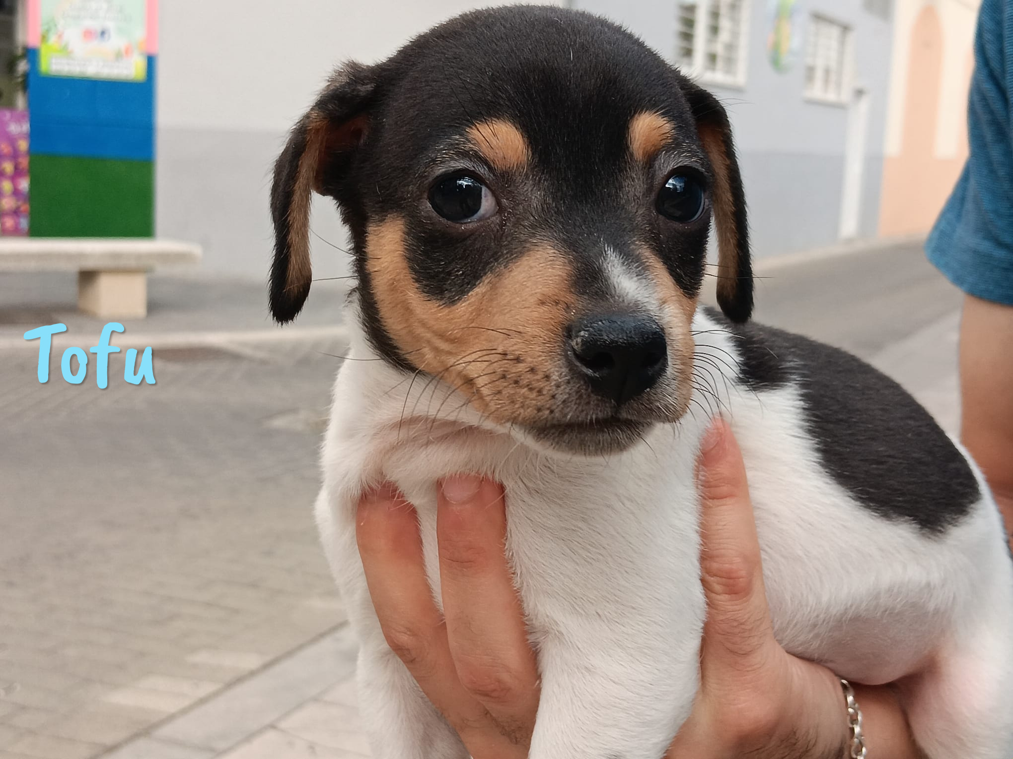 Tofu » Tierschutzverein SOS-Dogs e.V.