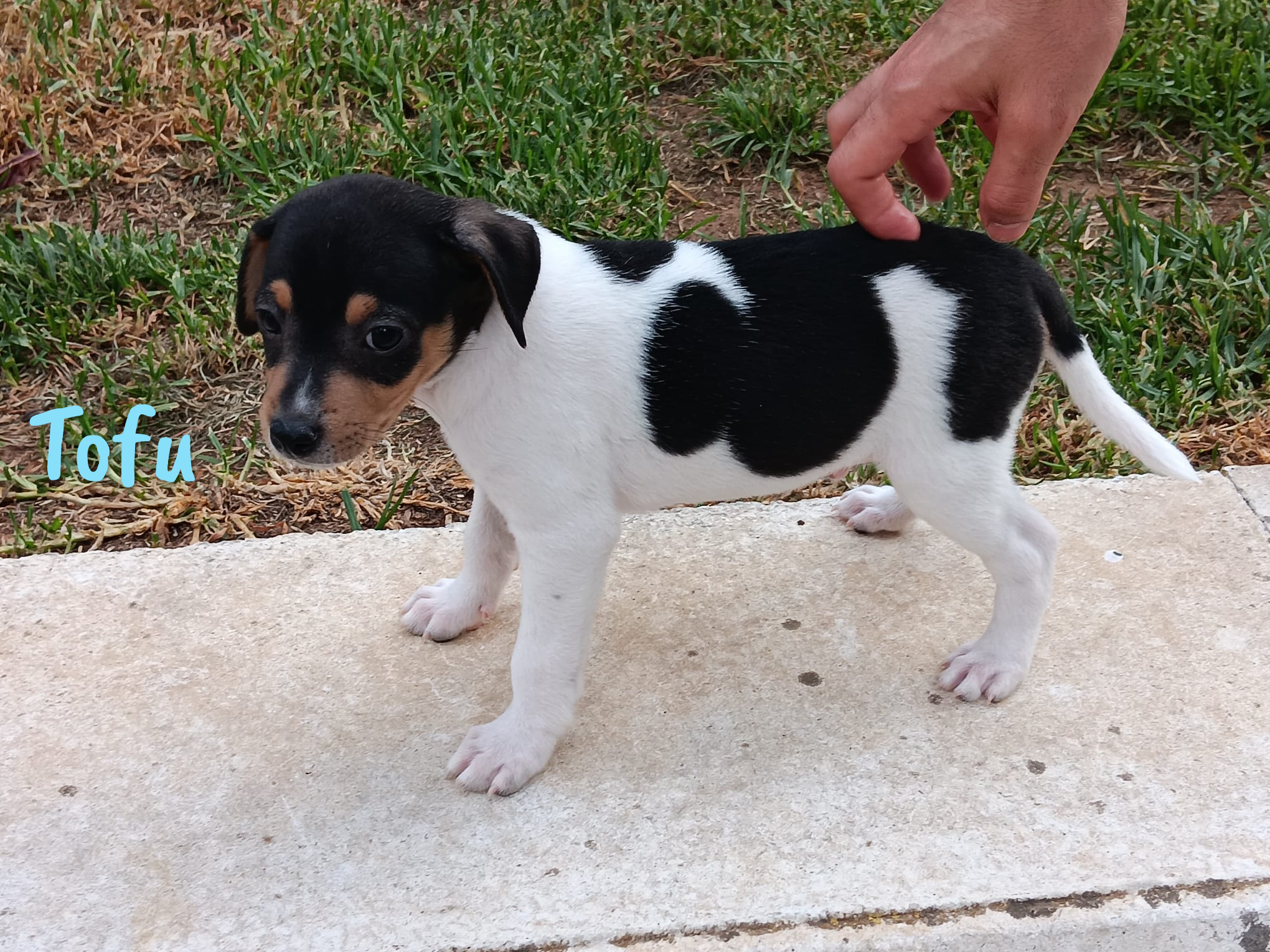 Tofu » Tierschutzverein SOS-Dogs e.V.