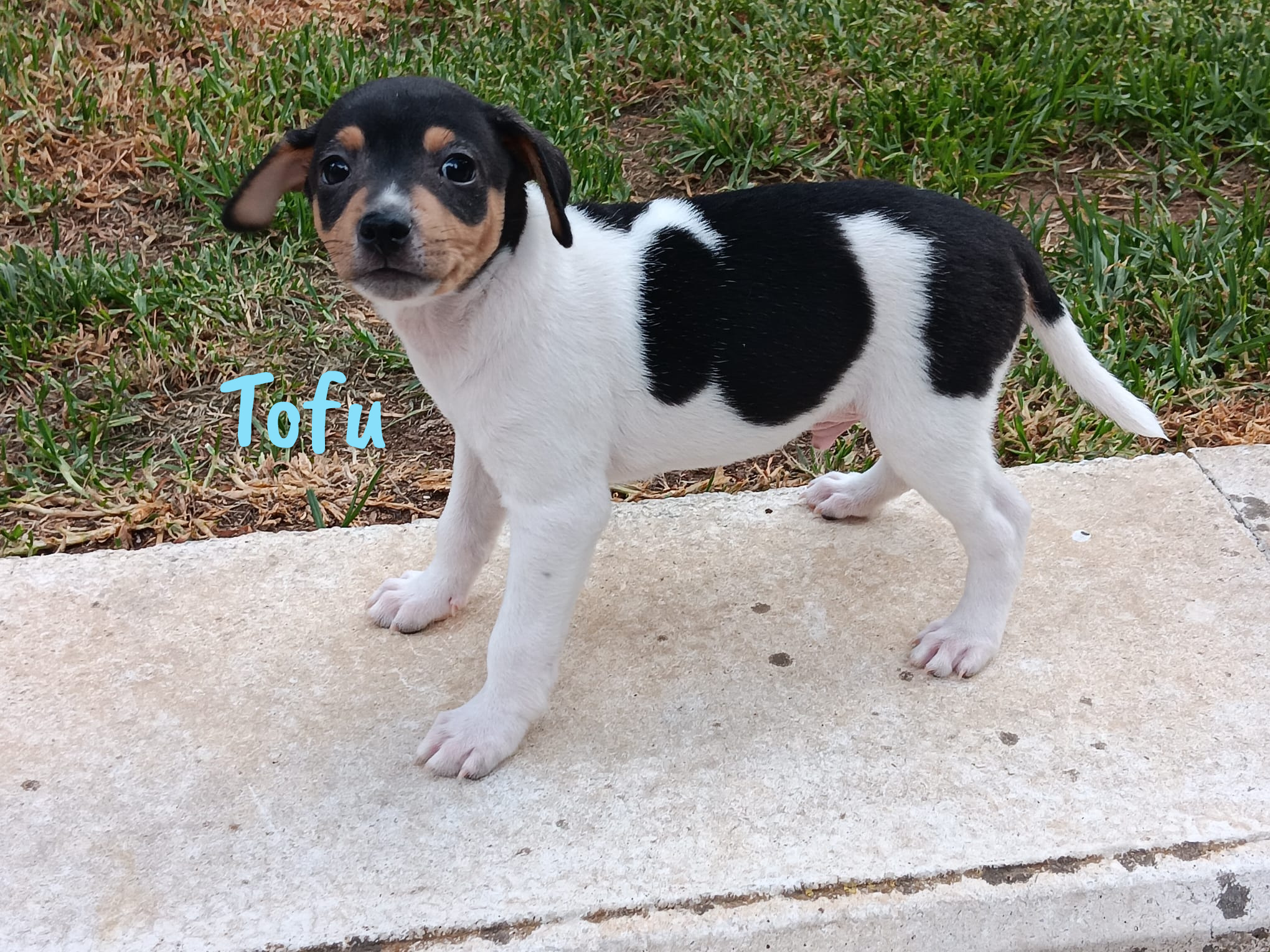 Tofu » Tierschutzverein SOS-Dogs e.V.