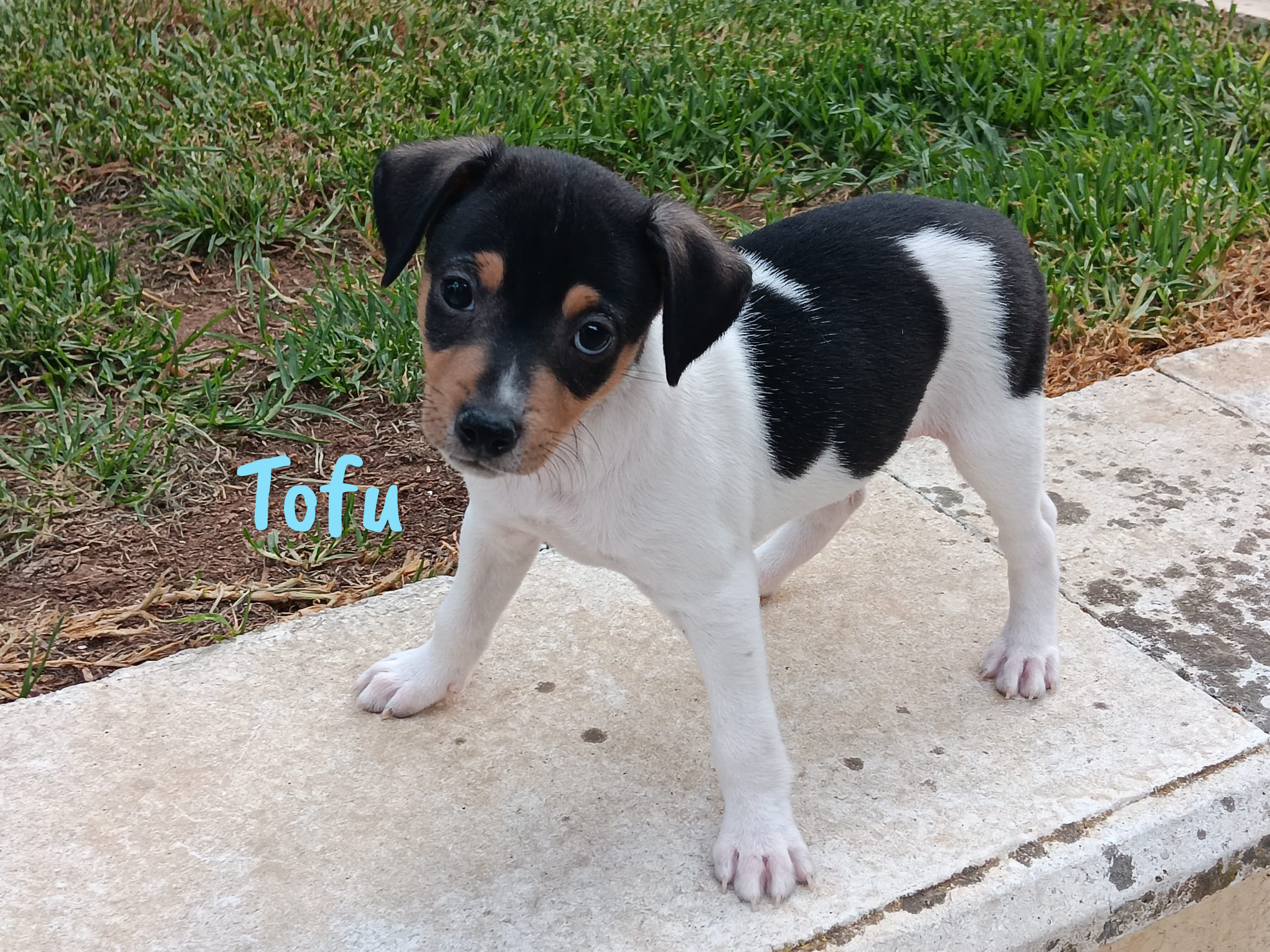 Tofu » Tierschutzverein SOS-Dogs e.V.