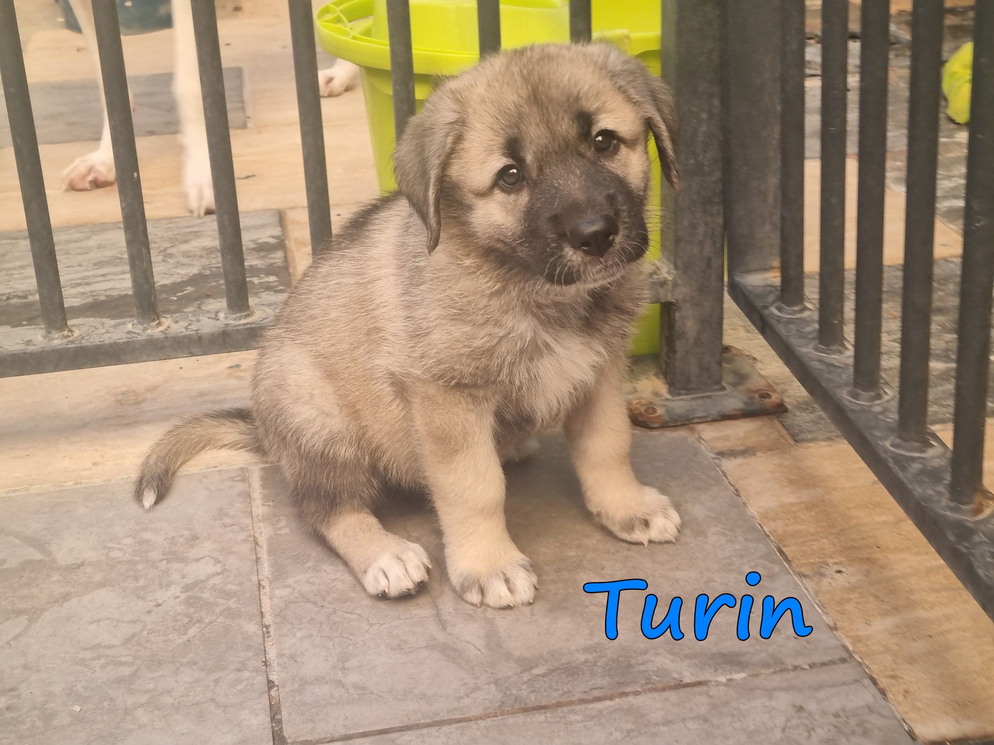 Turín » Tierschutzverein SOS-Dogs e.V.