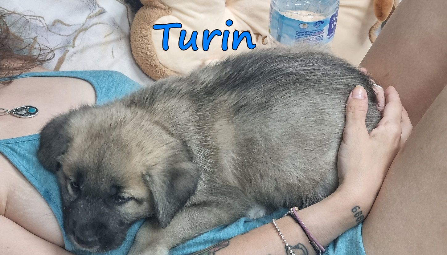 Turín » Tierschutzverein SOS-Dogs e.V.