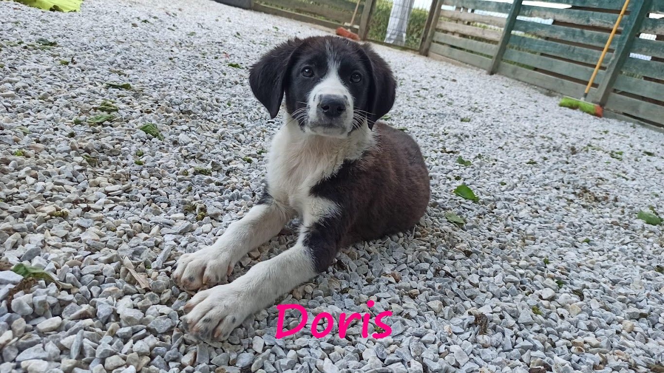 Doris » Tierschutzverein SOS-Dogs e.V.