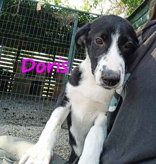 Doris » Tierschutzverein SOS-Dogs e.V.