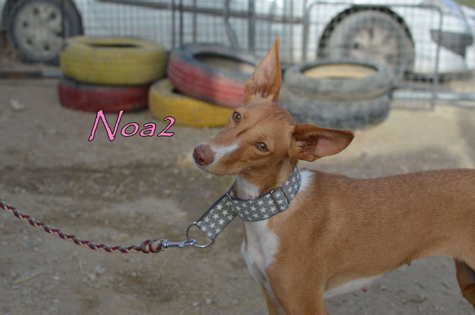 Noa2 » Tierschutzverein SOS-Dogs e.V.