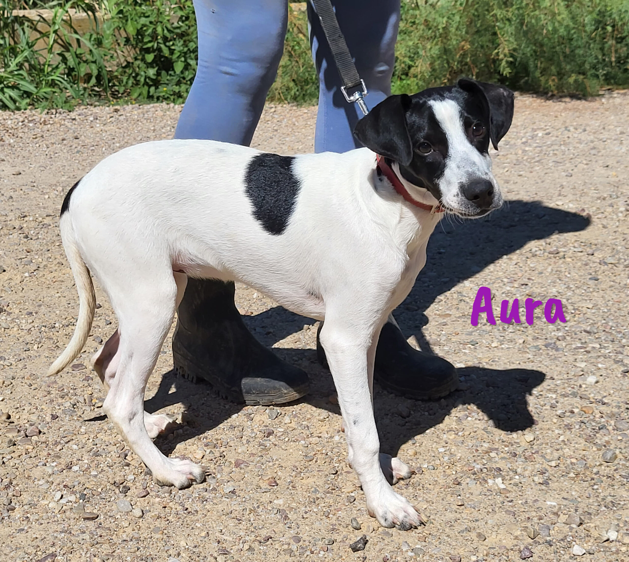 Aura » Tierschutzverein SOS-Dogs e.V.