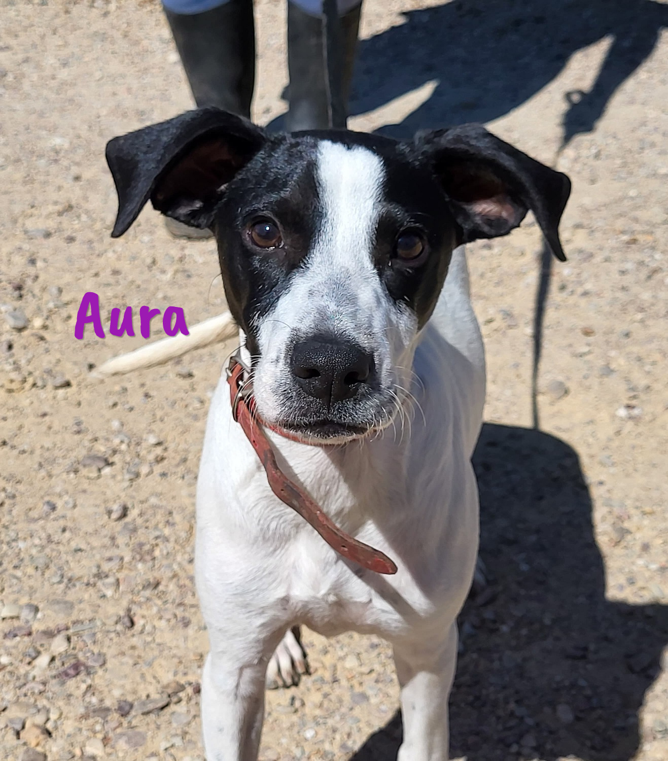 Aura » Tierschutzverein SOS-Dogs e.V.