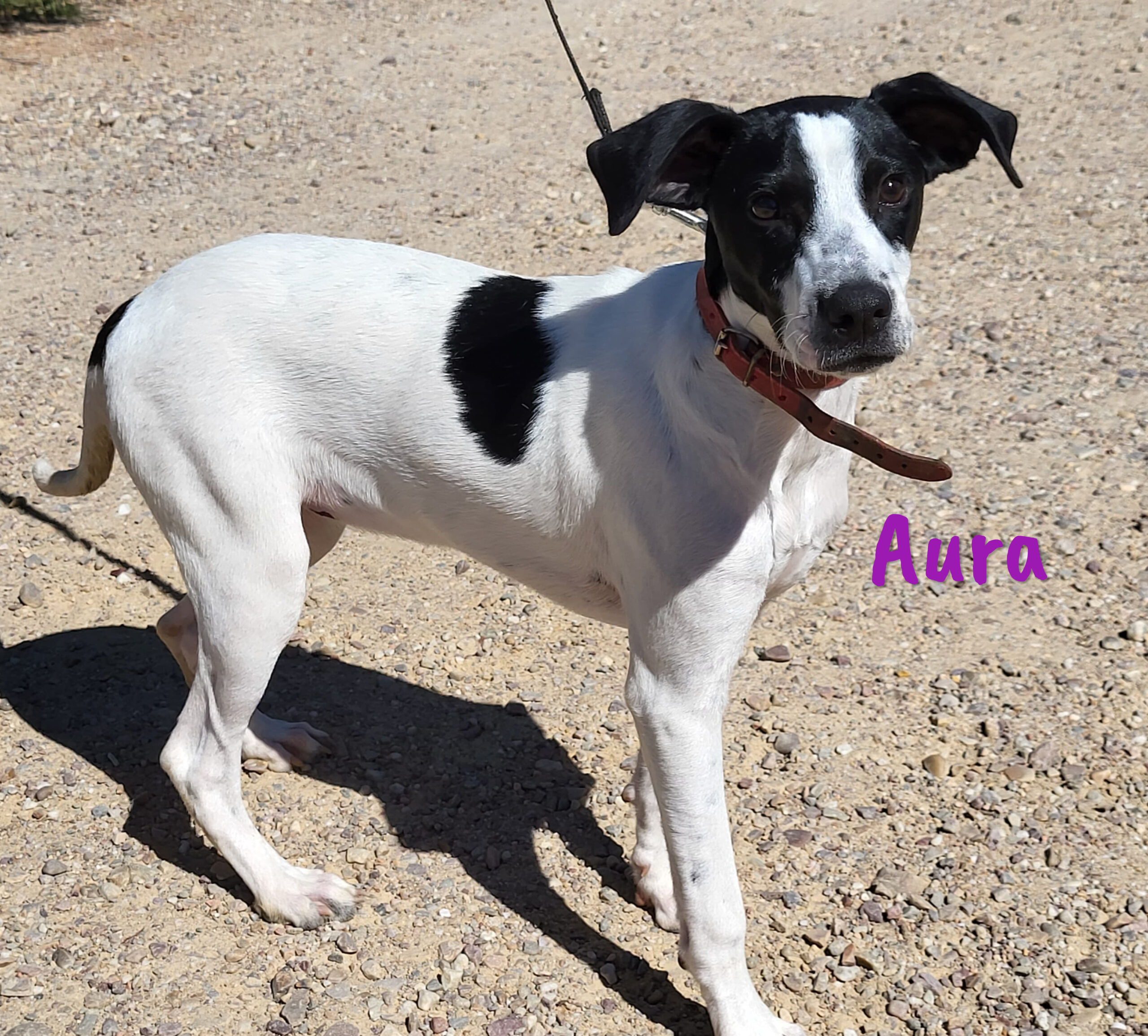 Aura » Tierschutzverein SOS-Dogs e.V.