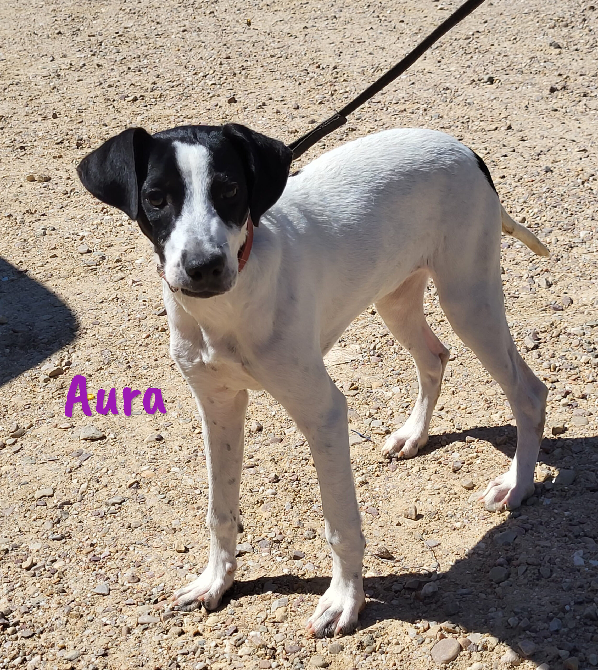 Aura » Tierschutzverein SOS-Dogs e.V.