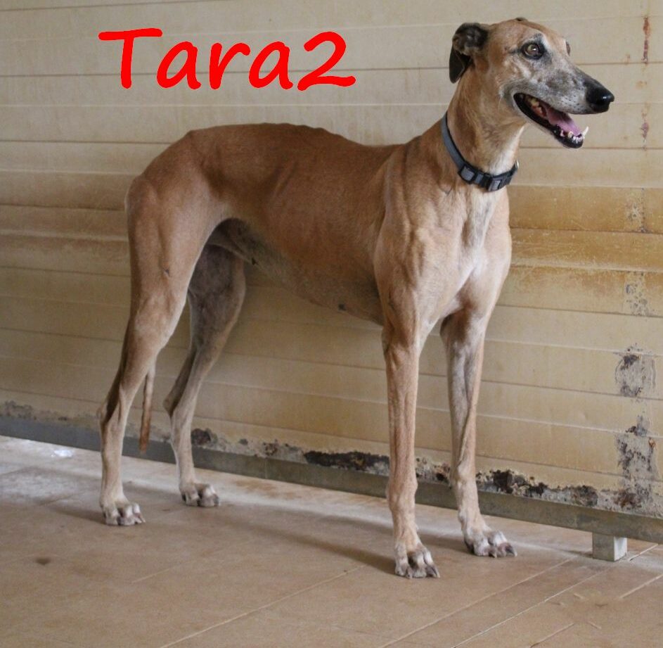 Tara2 » Tierschutzverein SOS-Dogs e.V.