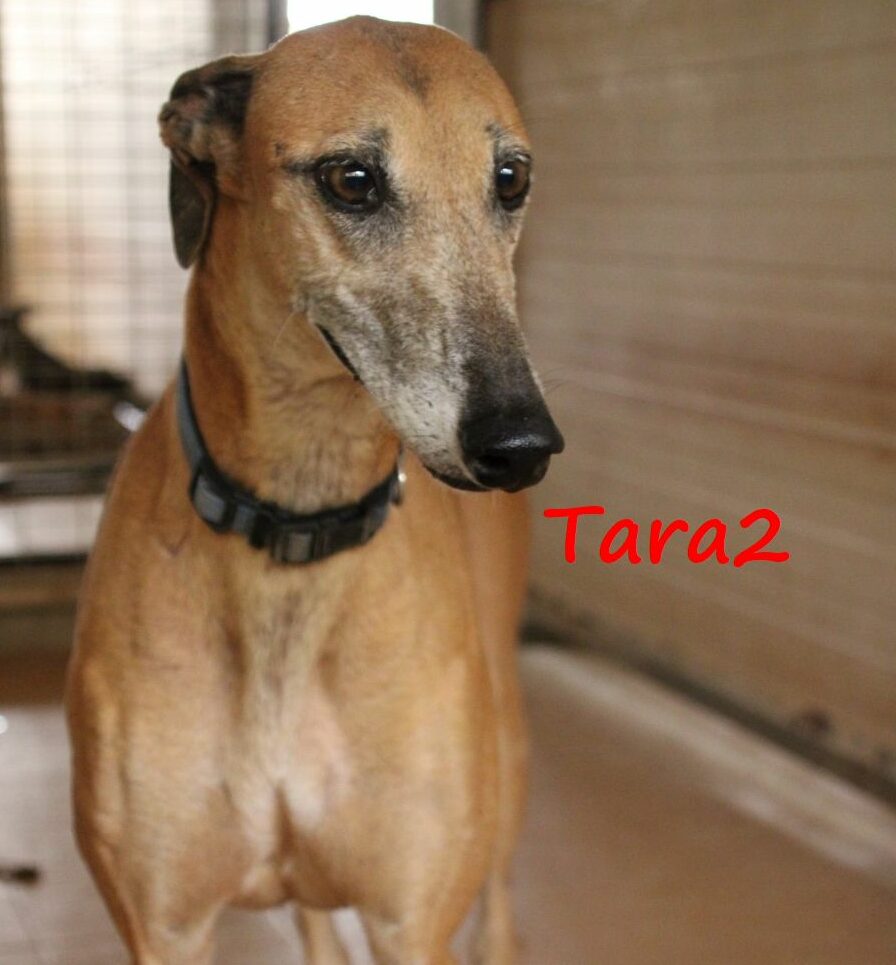 Tara2 » Tierschutzverein SOS-Dogs e.V.