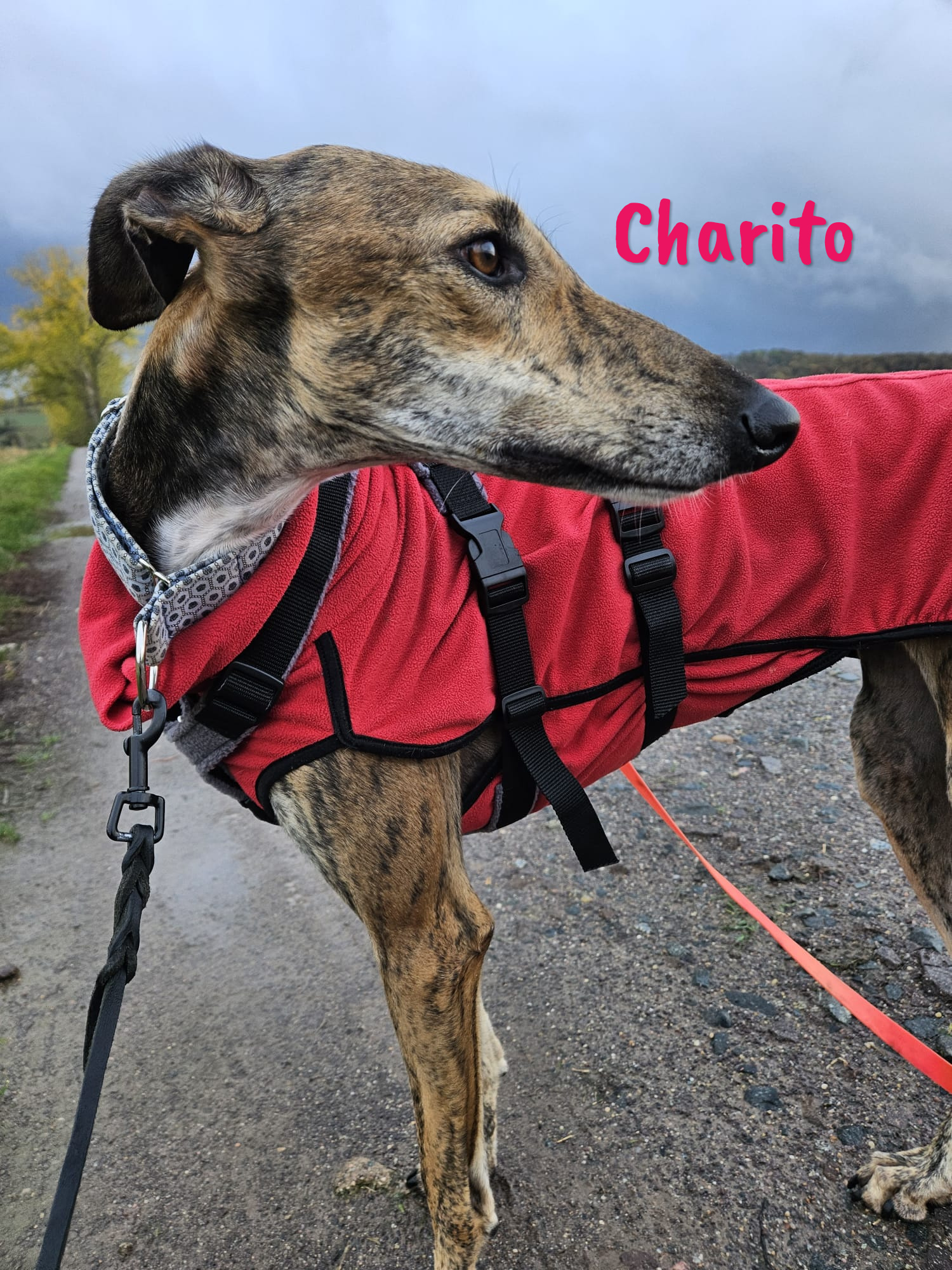 Charito » Tierschutzverein SOS-Dogs e.V.