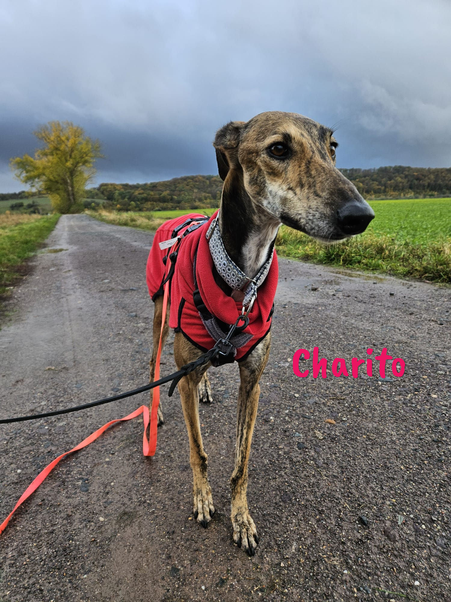 Charito » Tierschutzverein SOS-Dogs e.V.
