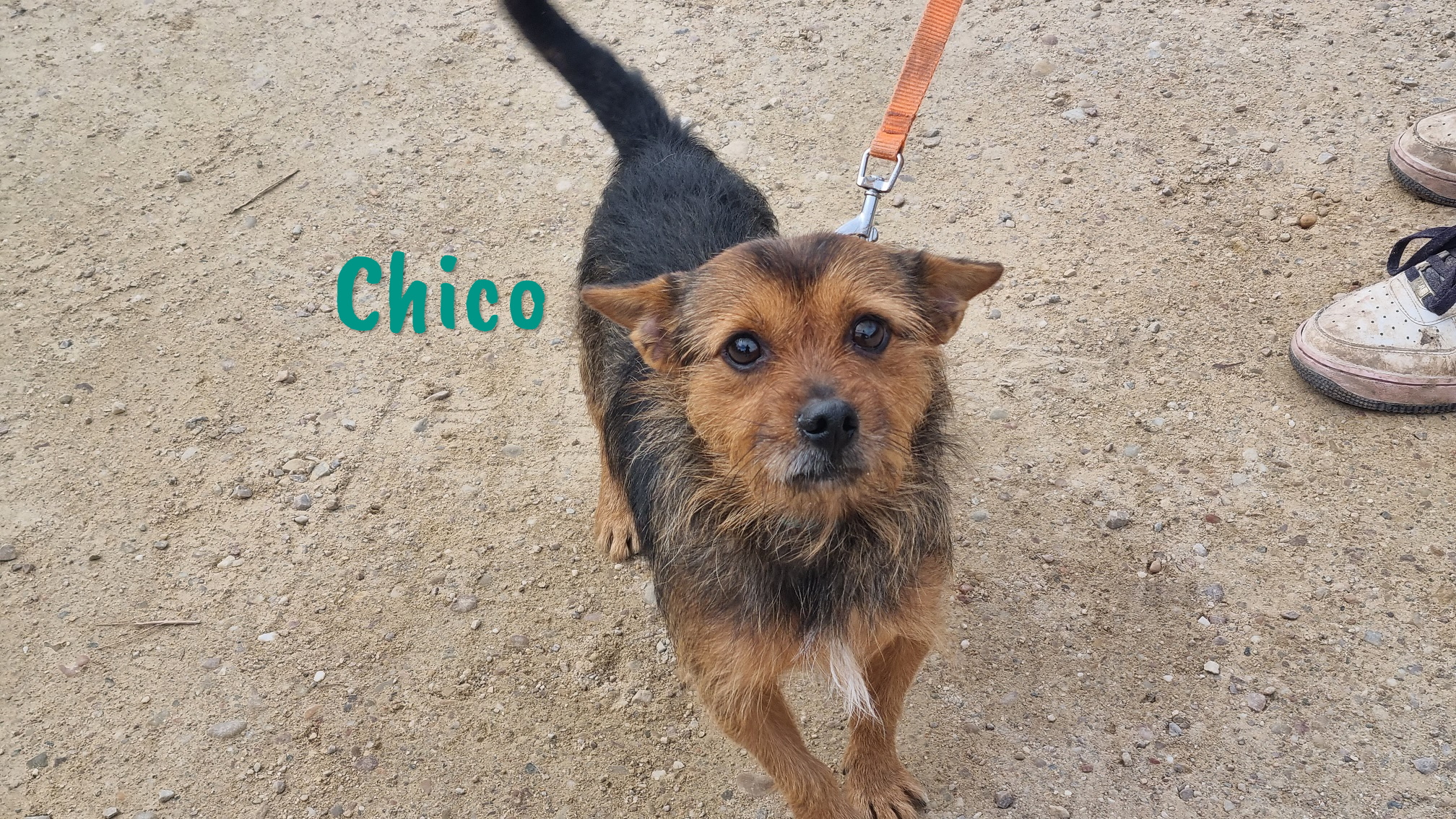 Chico » Tierschutzverein SOS-Dogs e.V.