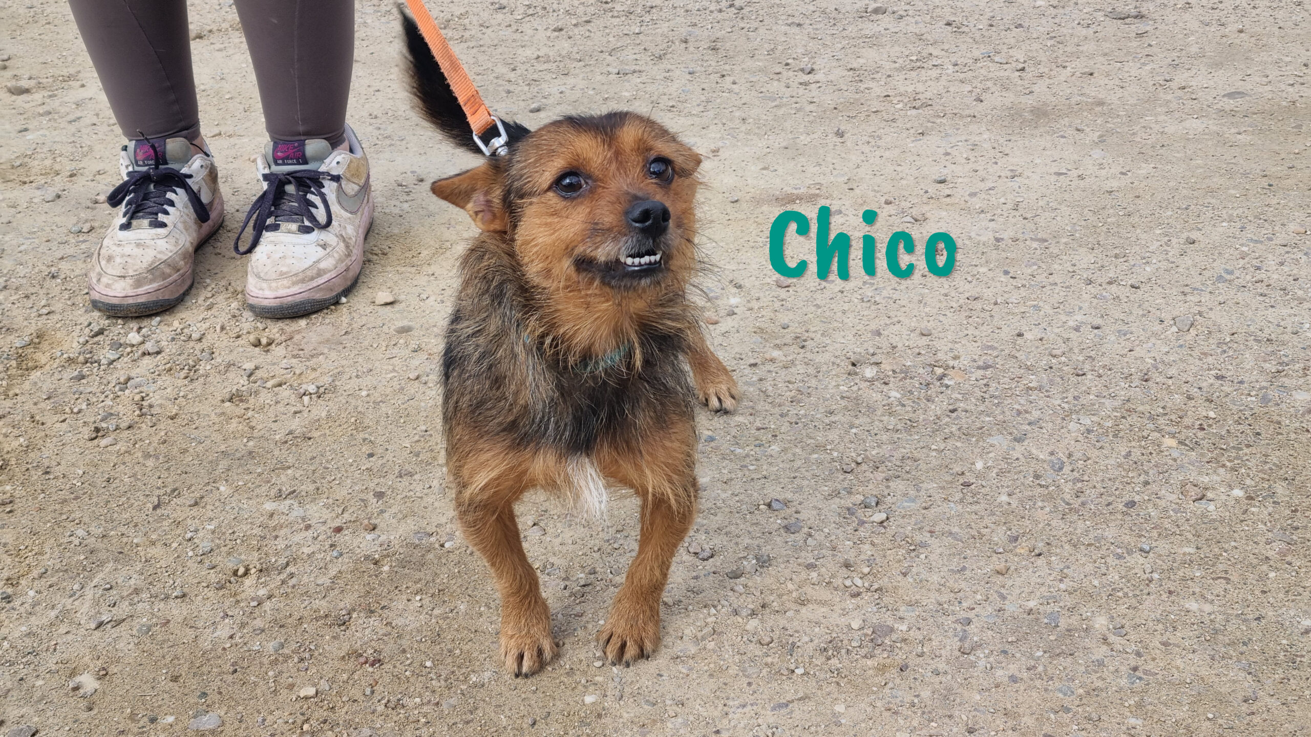 Chico » Tierschutzverein SOS-Dogs e.V.