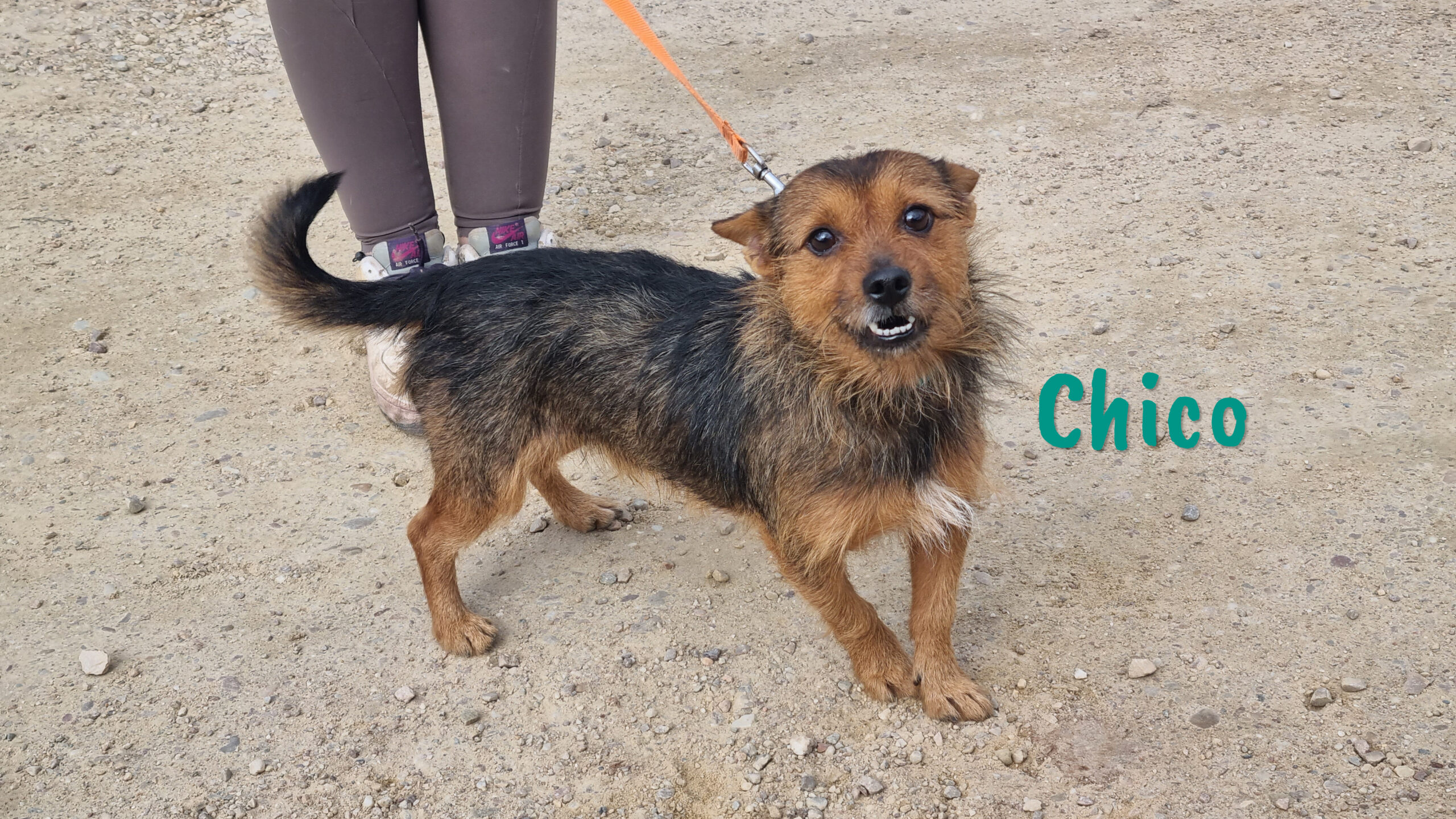 Chico » Tierschutzverein SOS-Dogs e.V.