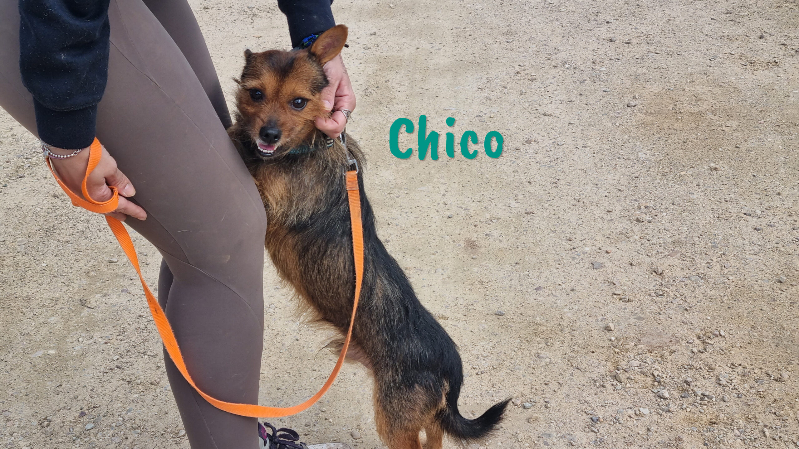 Chico » Tierschutzverein SOS-Dogs e.V.