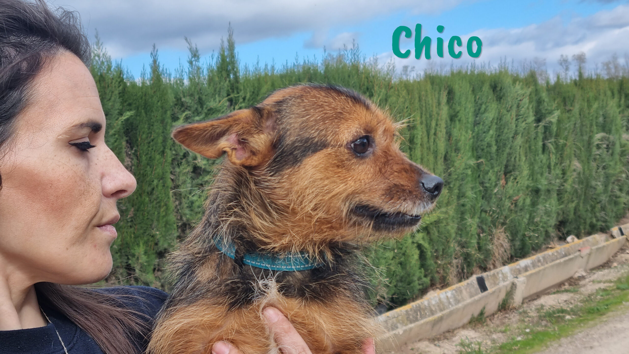 Chico » Tierschutzverein SOS-Dogs e.V.