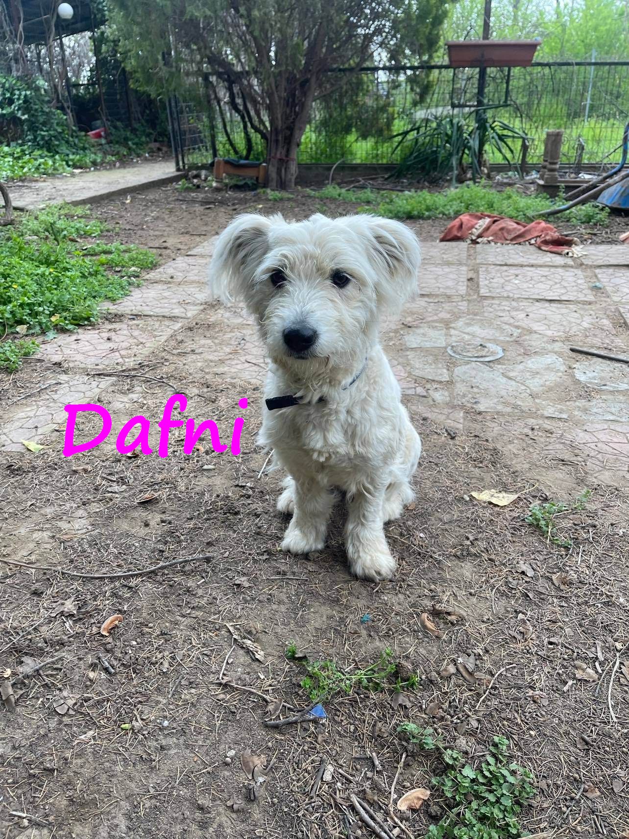 Dafni » Tierschutzverein SOS-Dogs e.V.