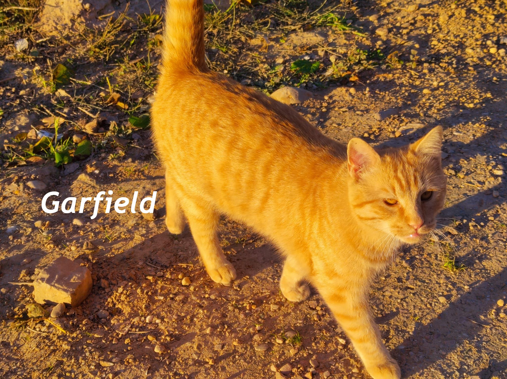 Garfield » Tierschutzverein SOS-Dogs e.V.