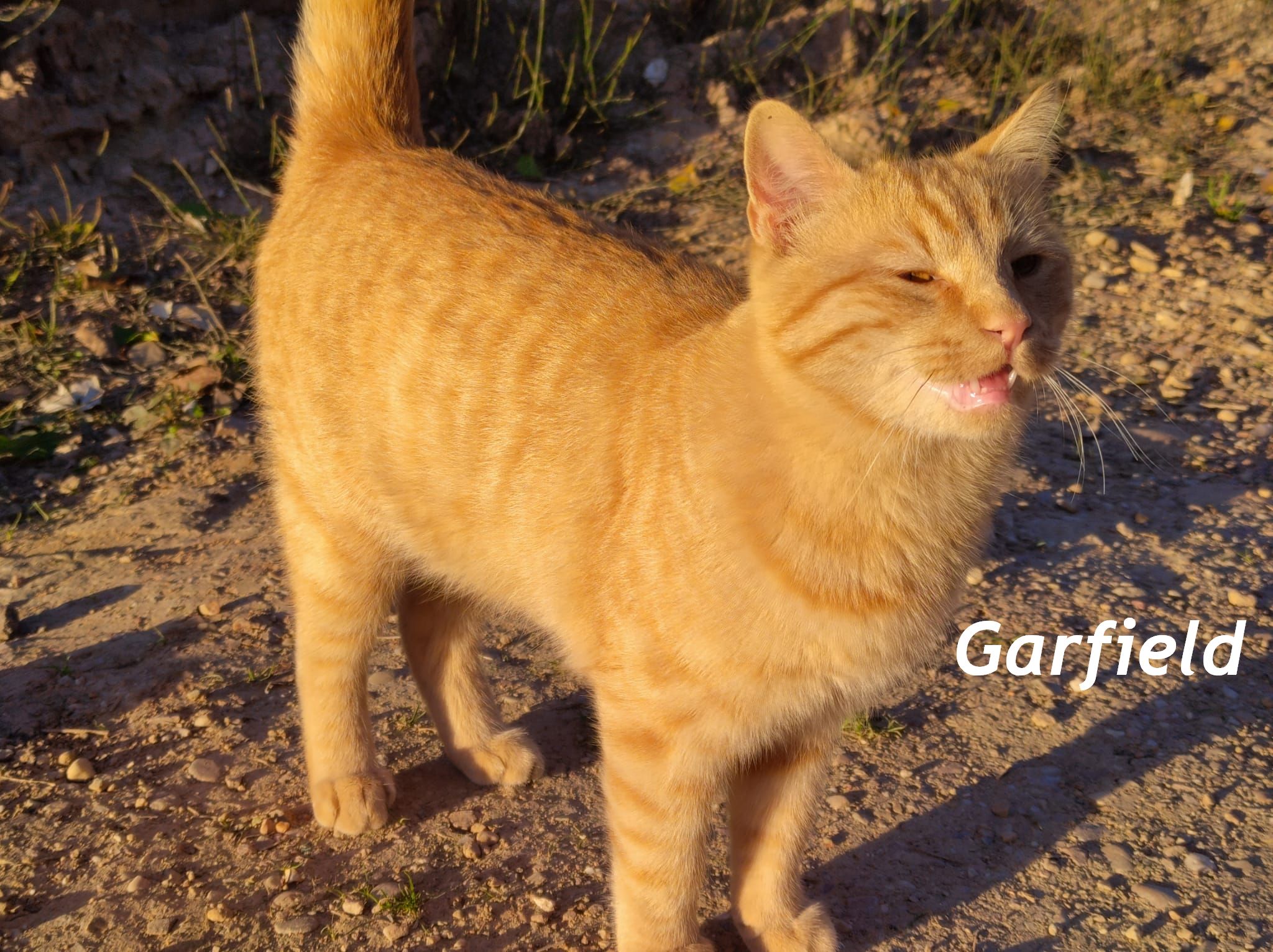 Garfield » Tierschutzverein SOS-Dogs e.V.