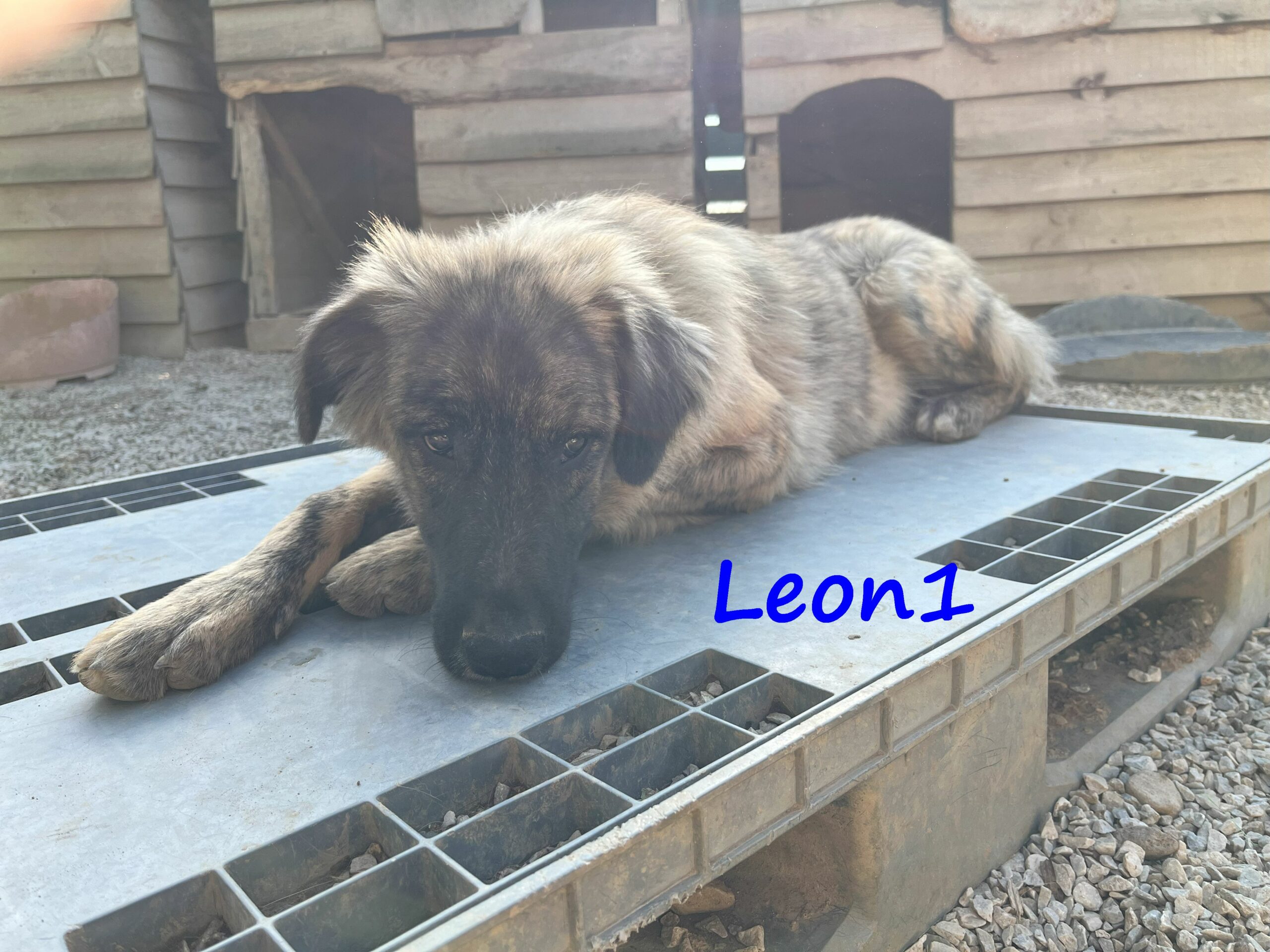 Leon1 » Tierschutzverein SOS-Dogs e.V.