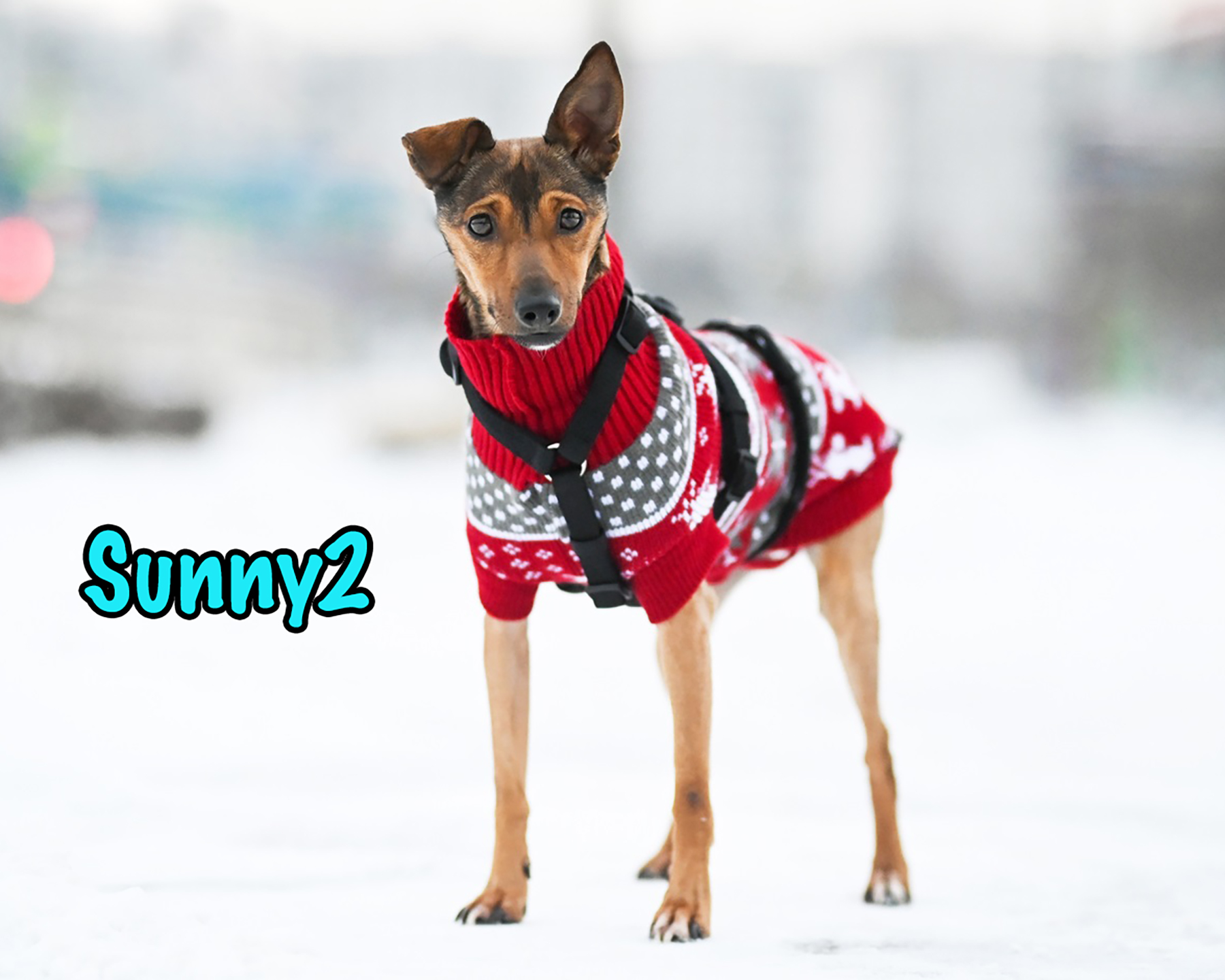 Sunny2 » Tierschutzverein SOS-Dogs e.V.