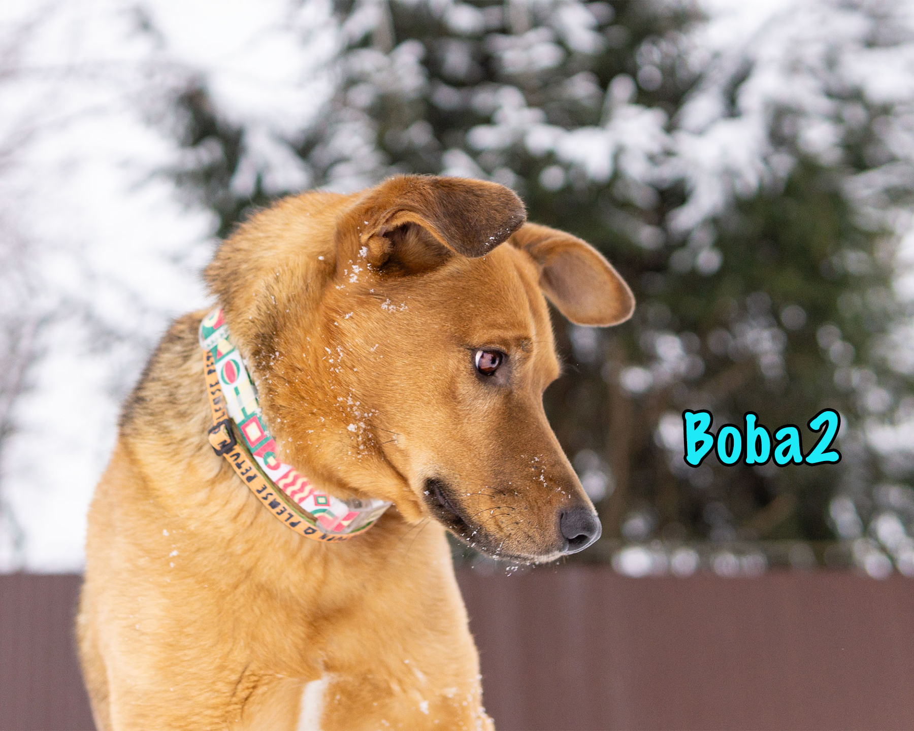 Boba2 » Tierschutzverein SOS-Dogs e.V.