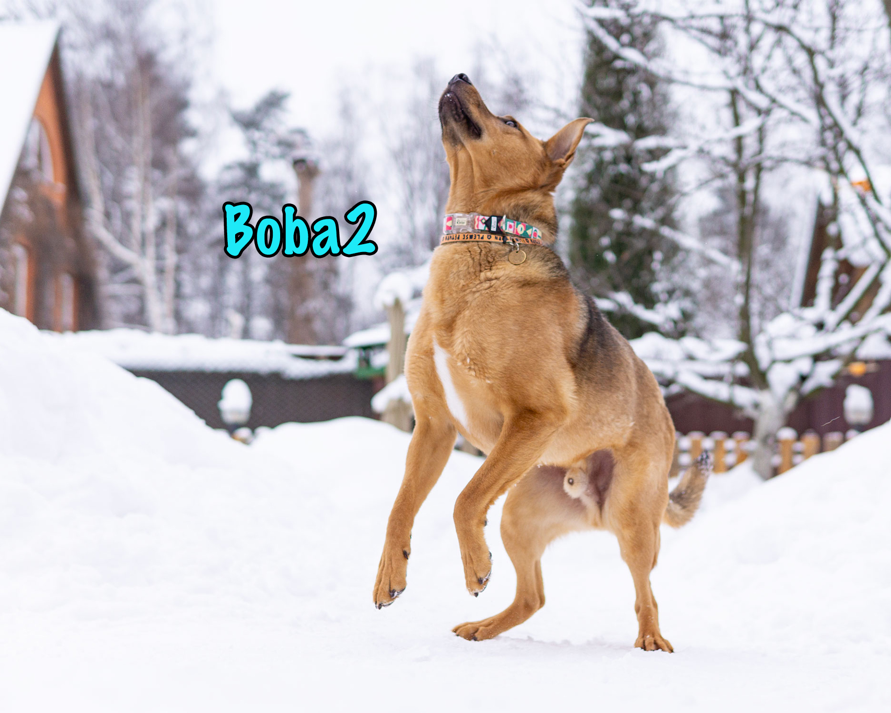 Boba2 » Tierschutzverein SOS-Dogs e.V.