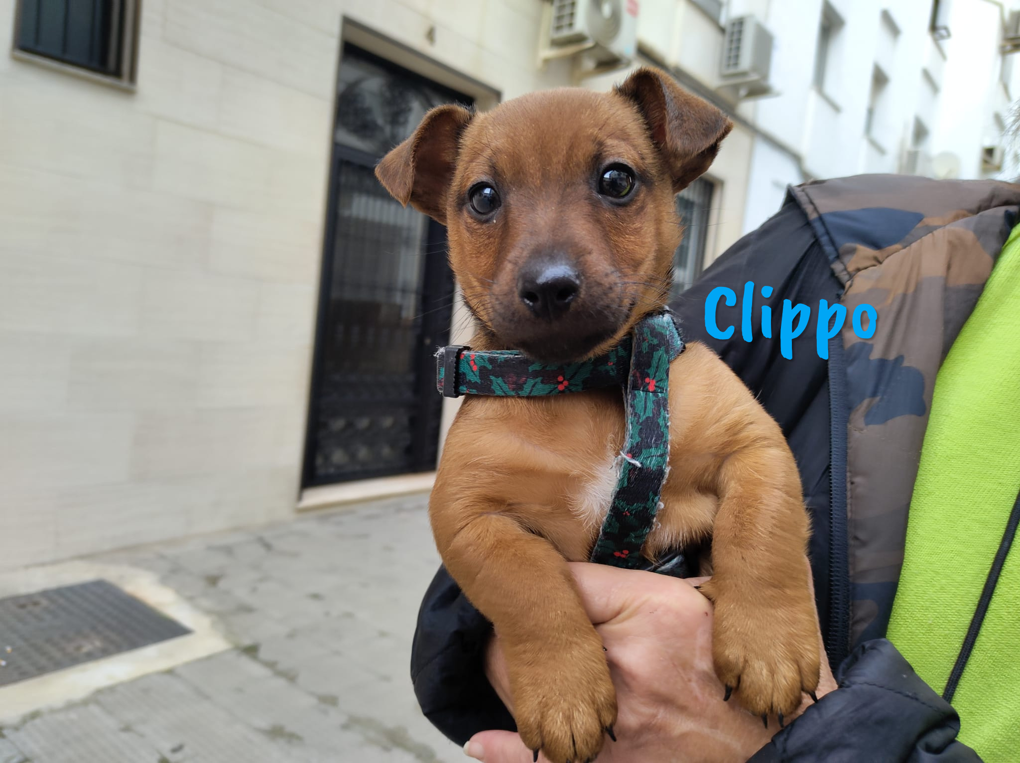 Clippo » Tierschutzverein SOS-Dogs e.V.