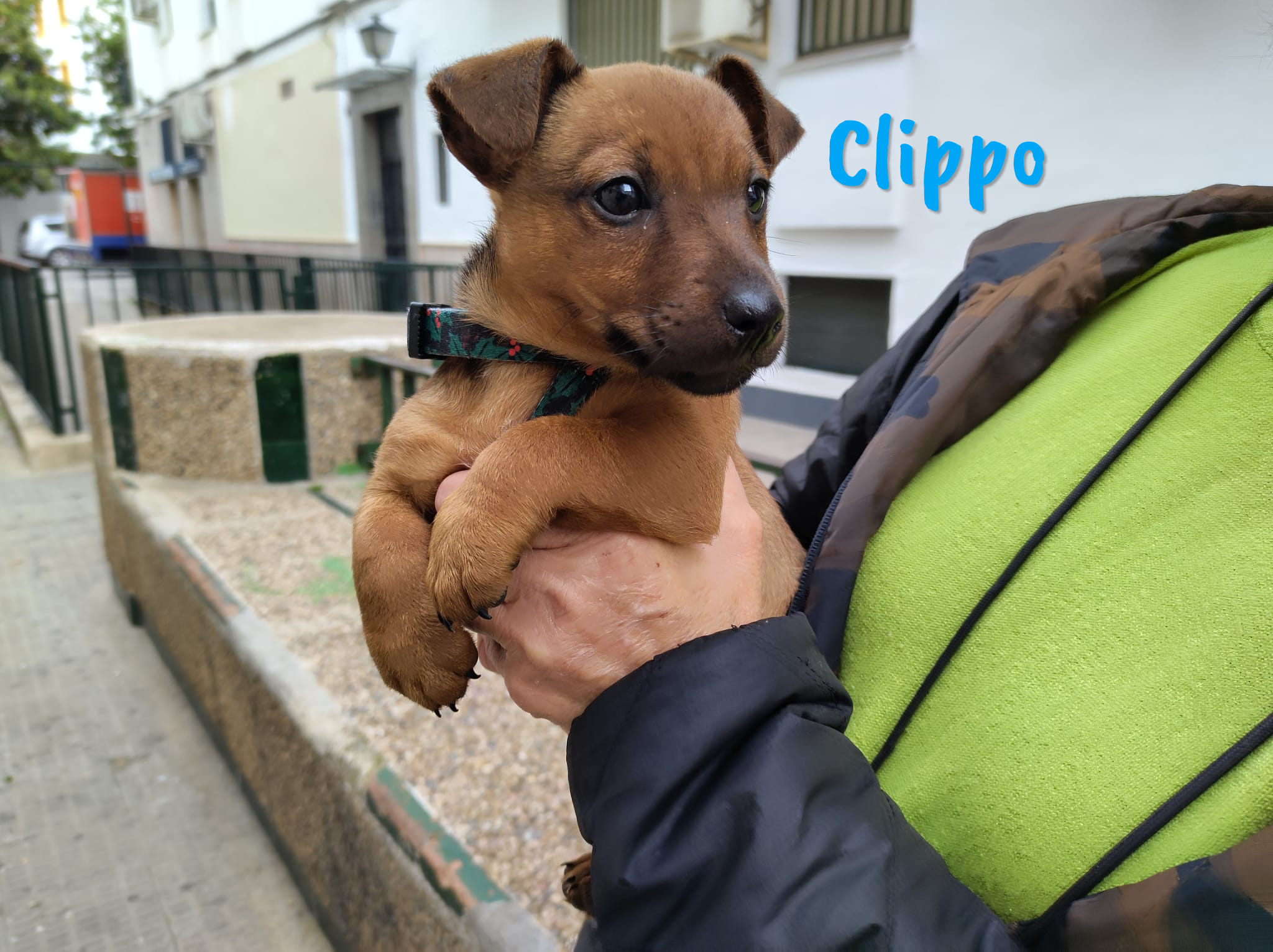 Clippo » Tierschutzverein SOS-Dogs e.V.