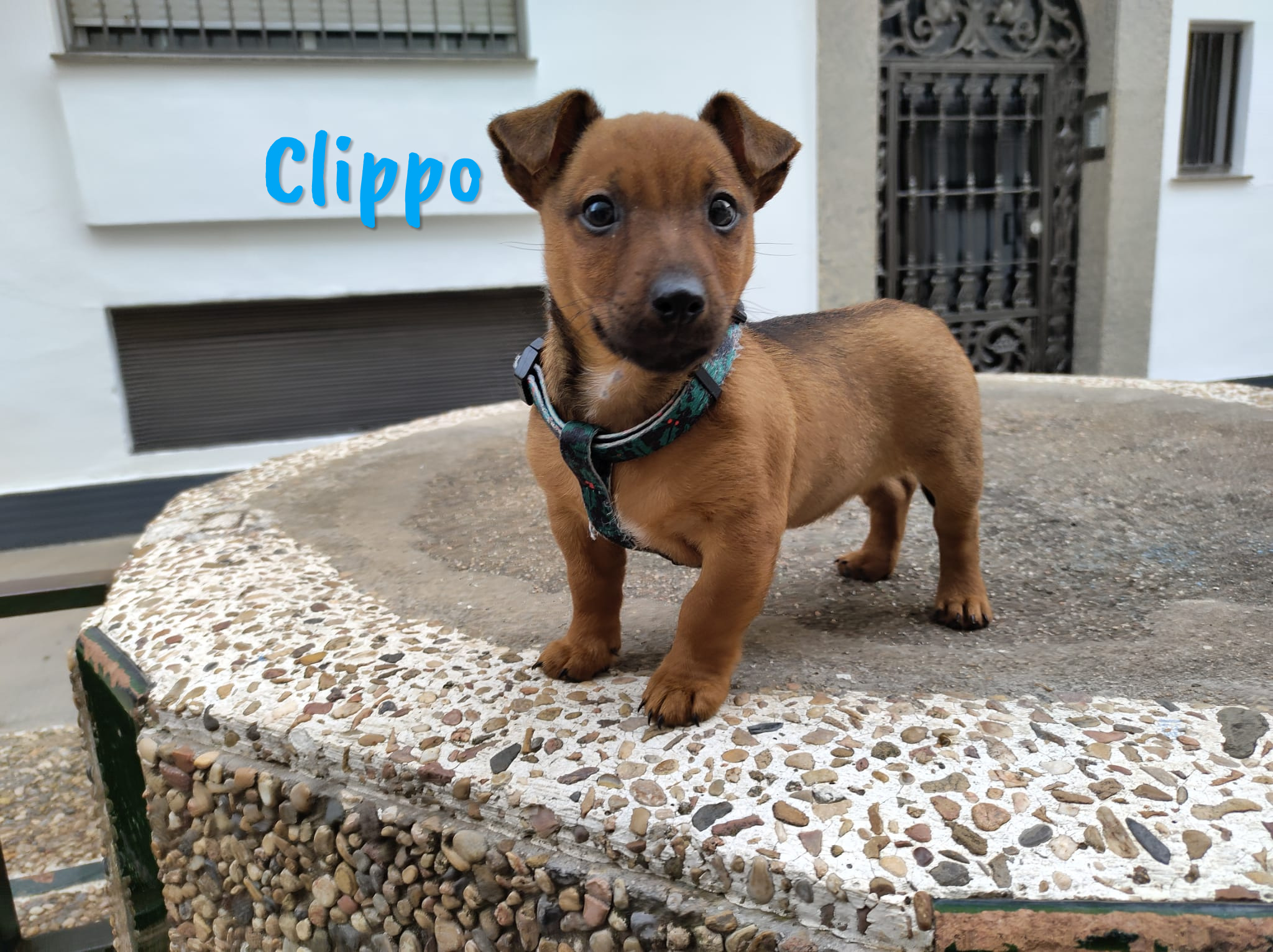 Clippo » Tierschutzverein SOS-Dogs e.V.