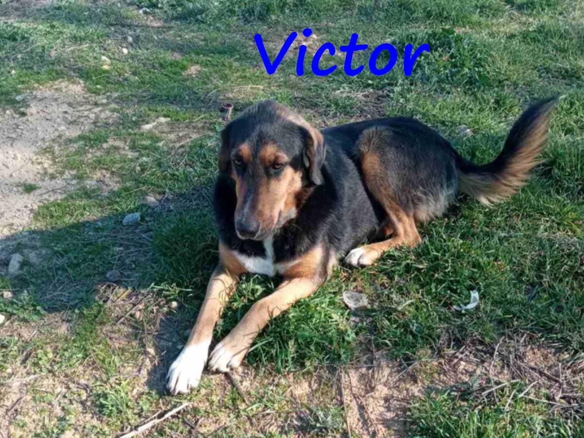 Victor » Tierschutzverein SOS-Dogs e.V.