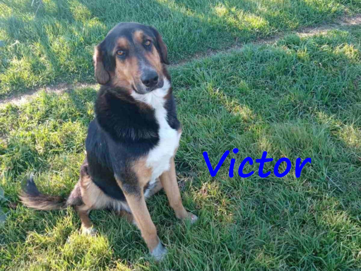Victor » Tierschutzverein SOS-Dogs e.V.