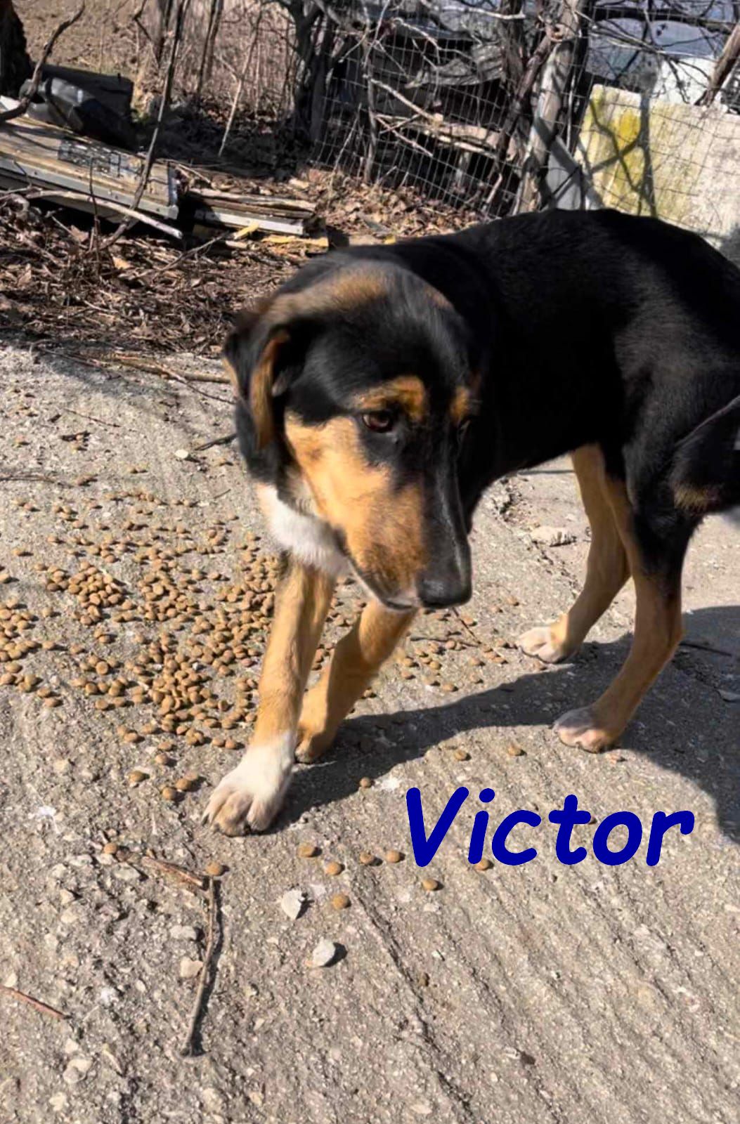 Victor » Tierschutzverein SOS-Dogs e.V.