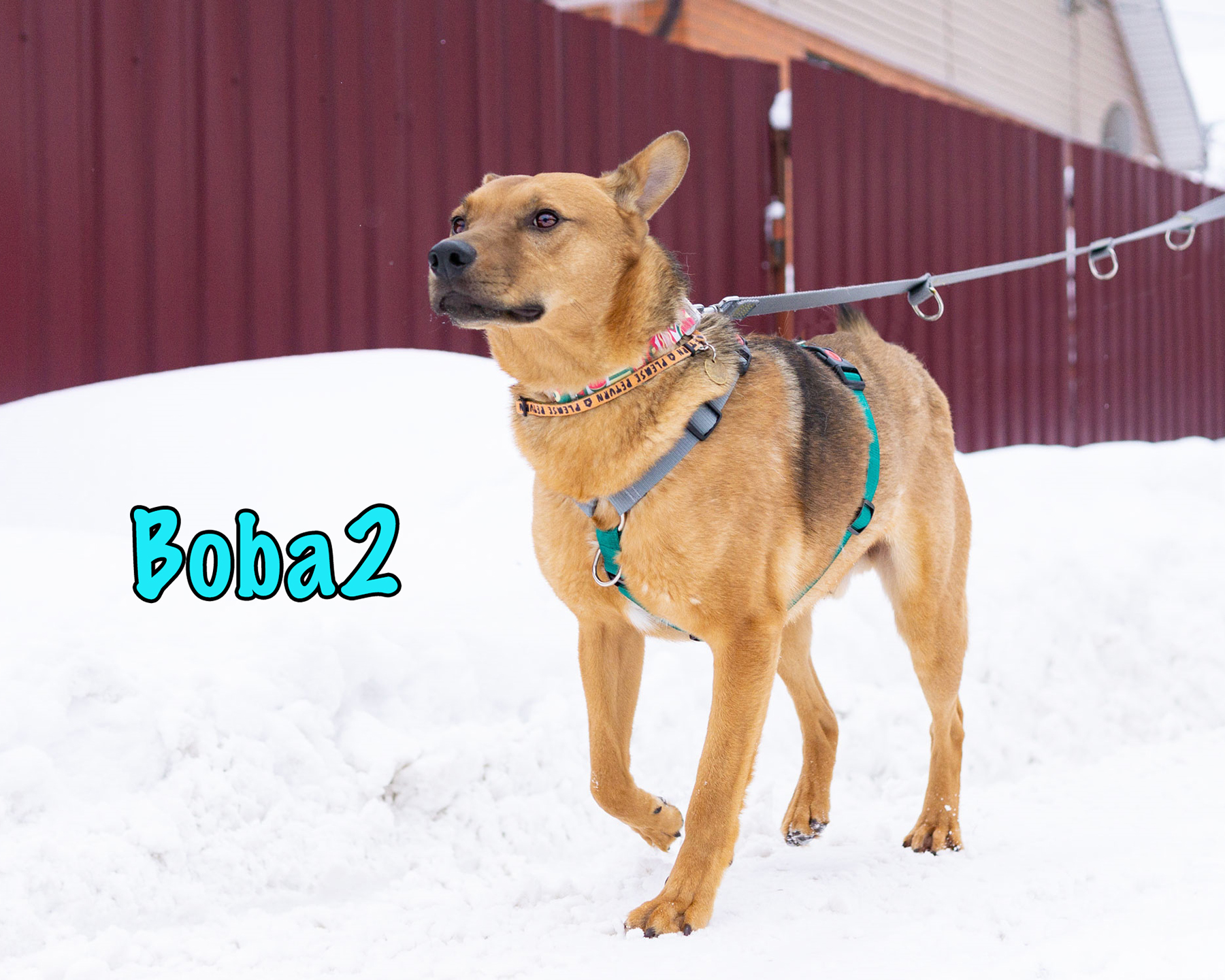 Boba2 » Tierschutzverein SOS-Dogs e.V.