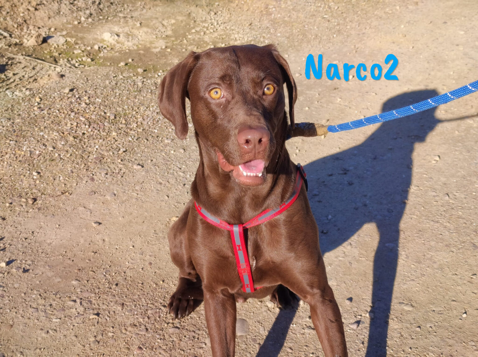 Narco2 » Tierschutzverein SOS-Dogs e.V.