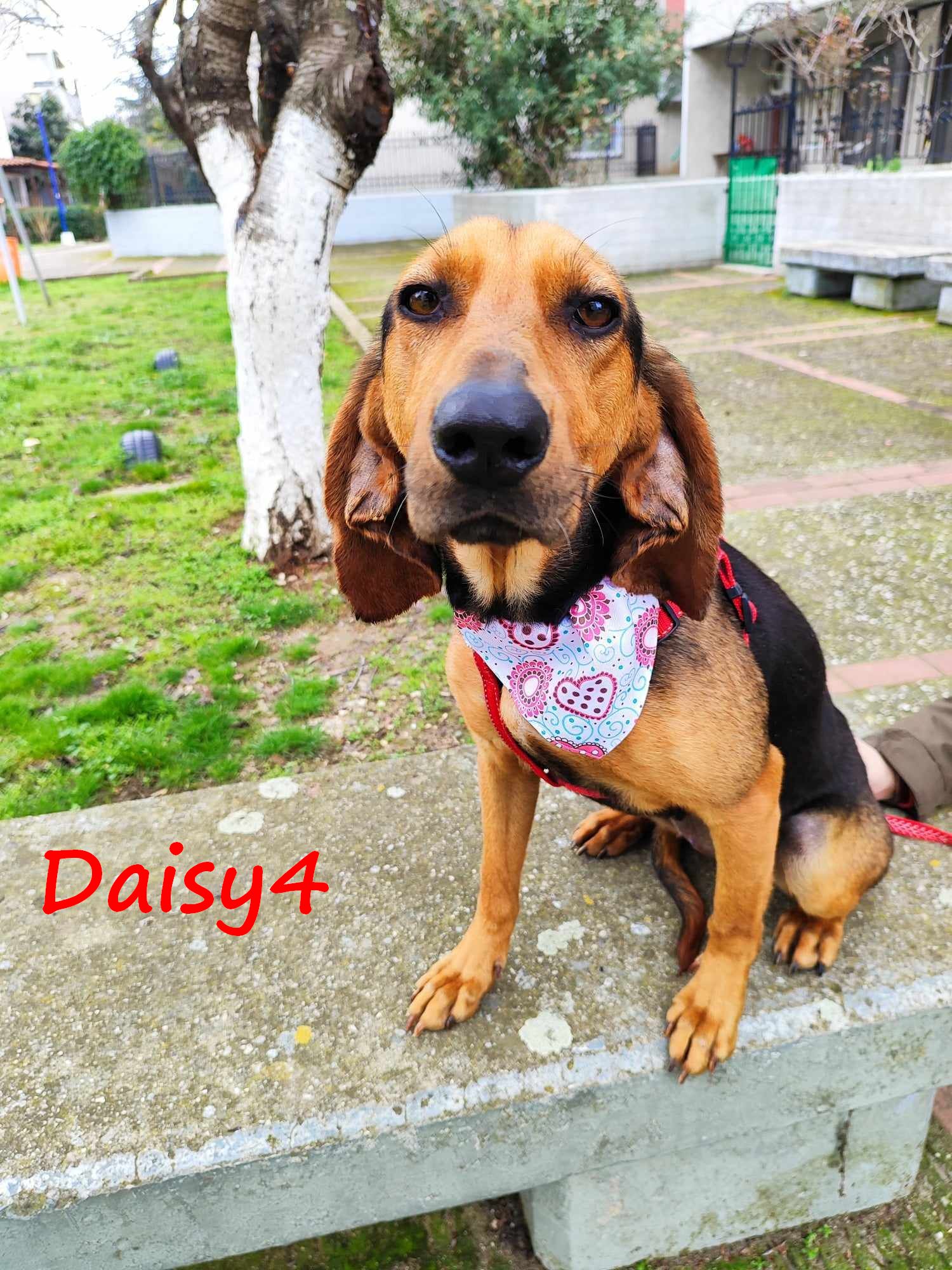 Daisy4 » Tierschutzverein SOS-Dogs e.V.