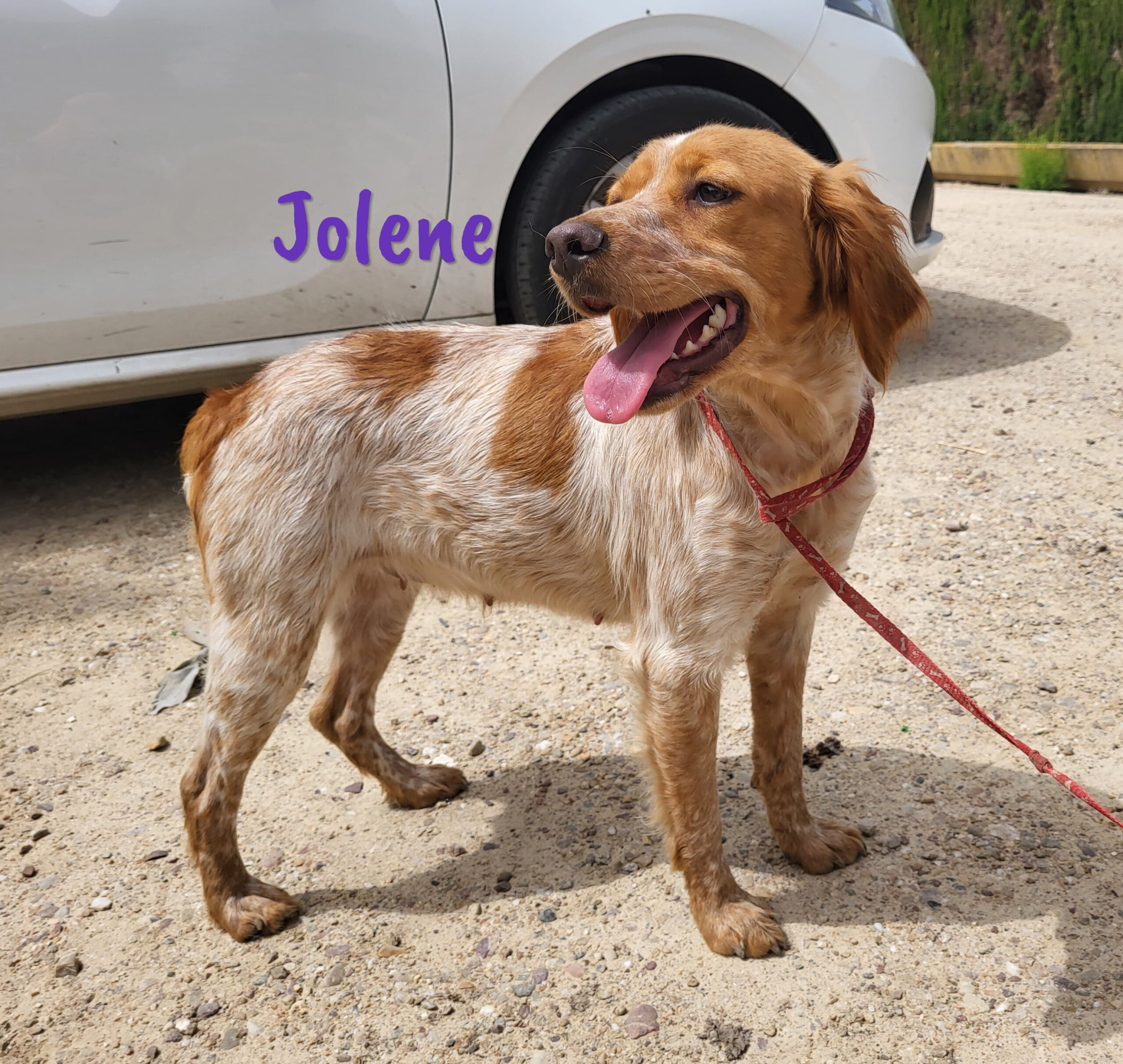 Jolene » Tierschutzverein SOS-Dogs e.V.