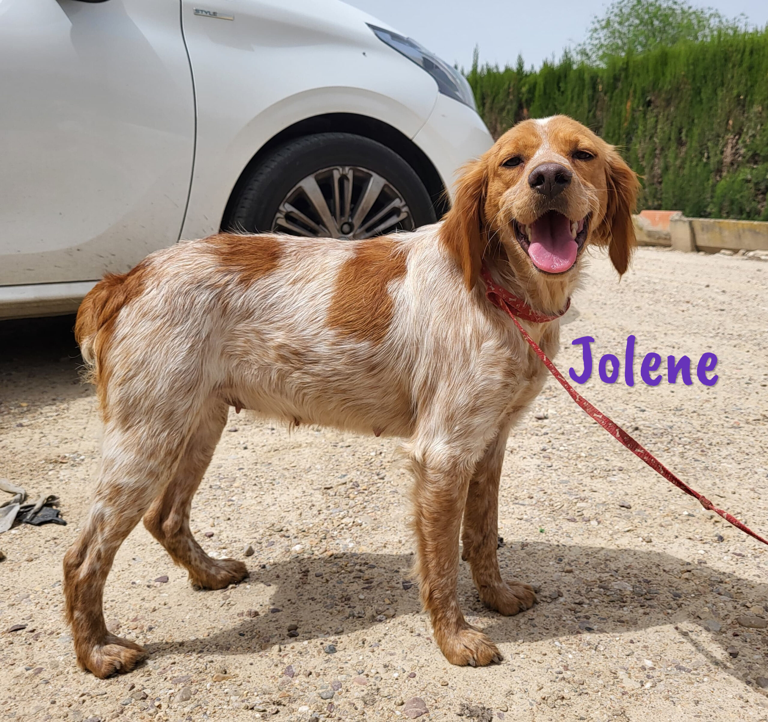 Jolene » Tierschutzverein SOS-Dogs e.V.