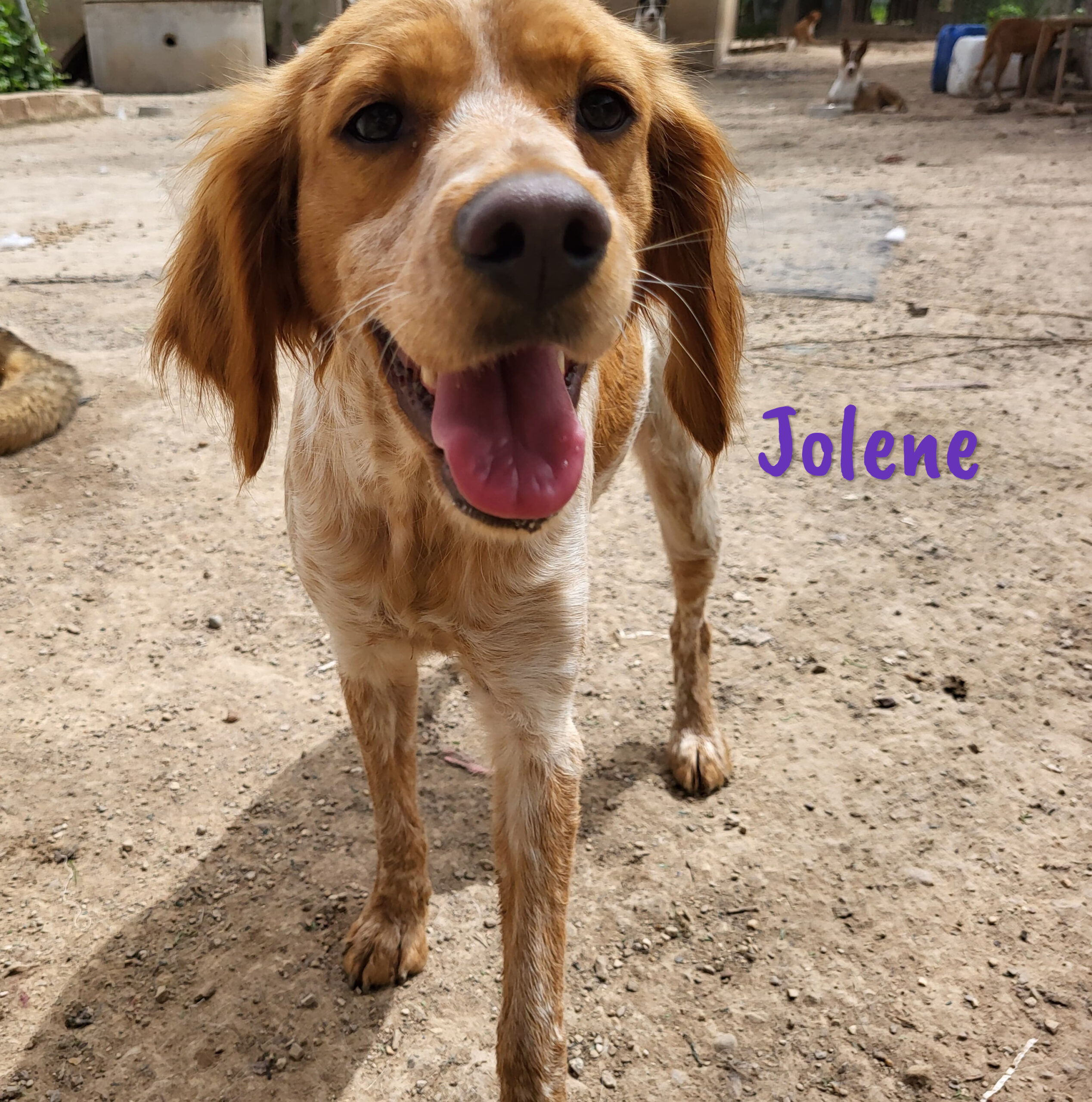 Jolene » Tierschutzverein SOS-Dogs e.V.