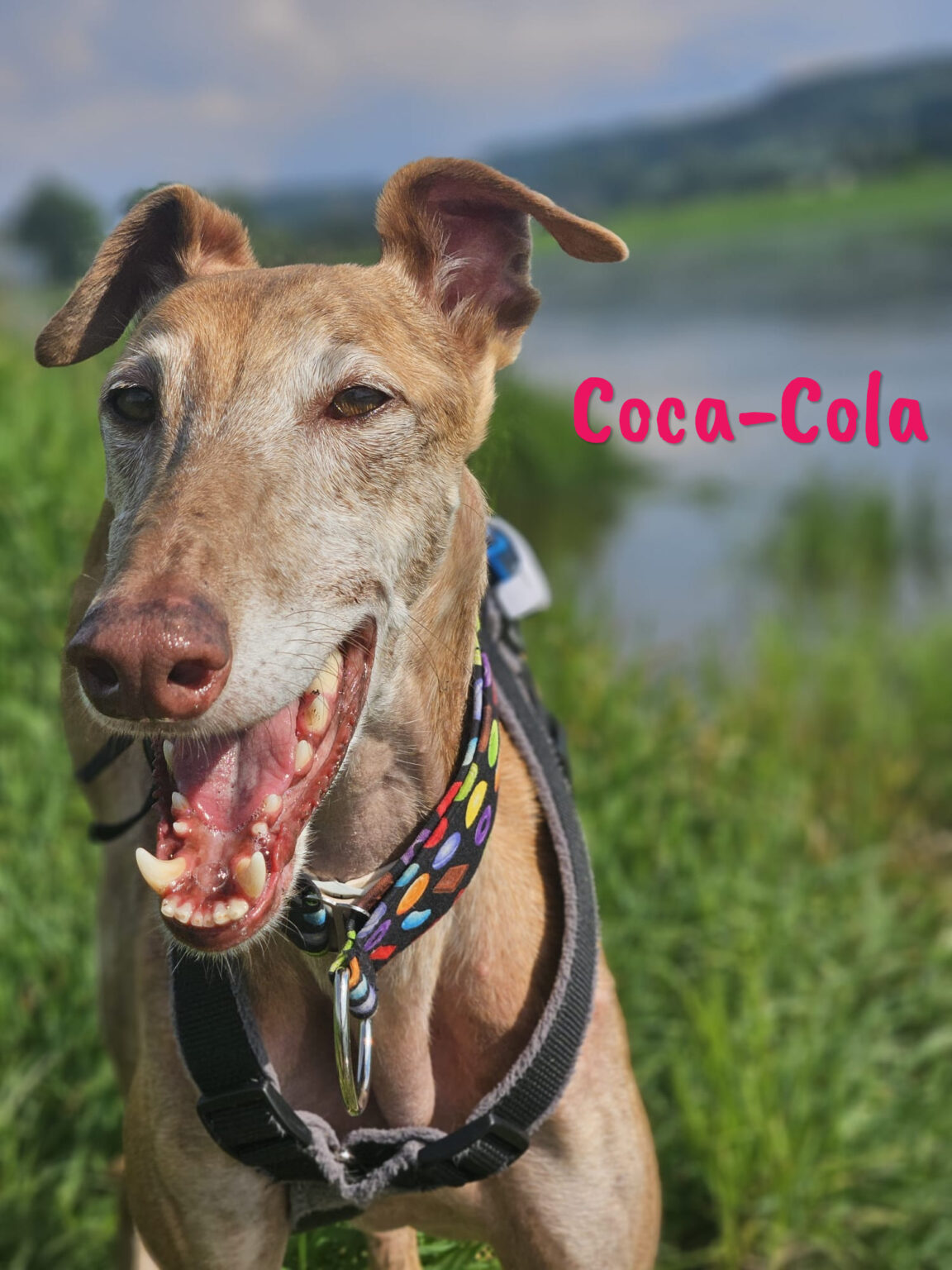 Coca-Cola » Tierschutzverein SOS-Dogs e.V.