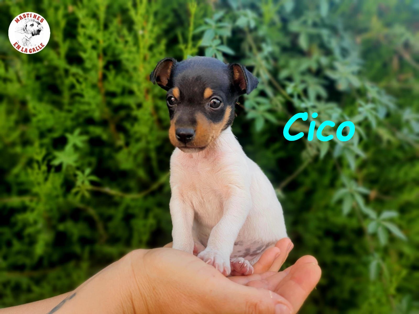 Cico » Tierschutzverein SOS-Dogs e.V.