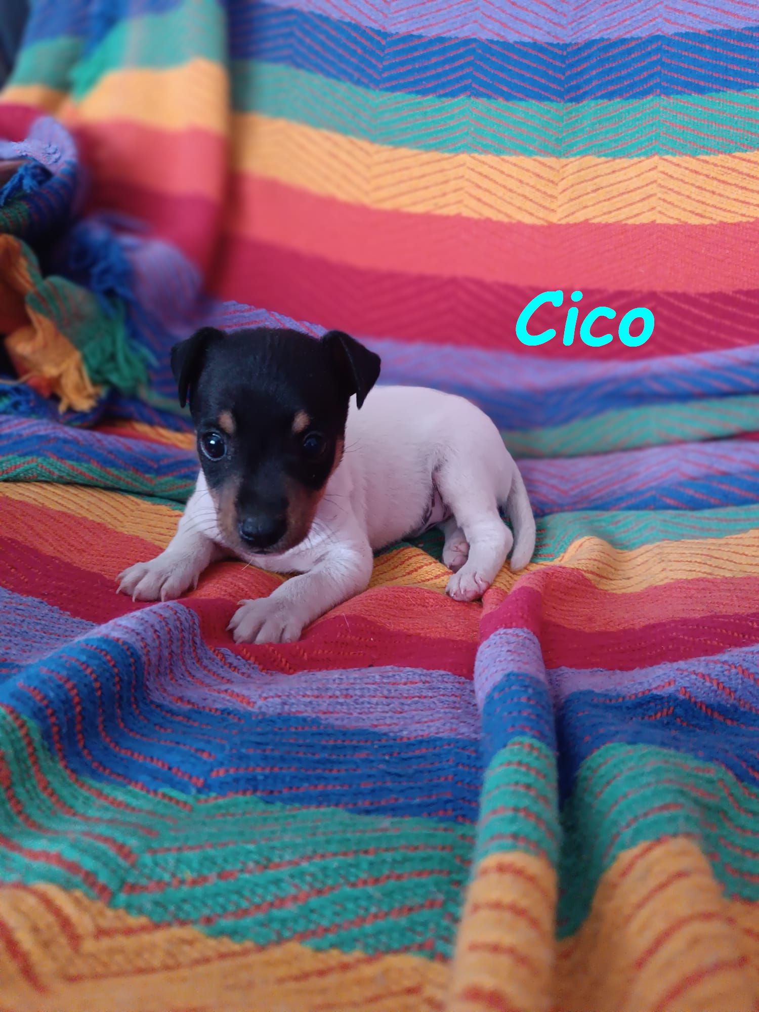 Cico » Tierschutzverein SOS-Dogs e.V.