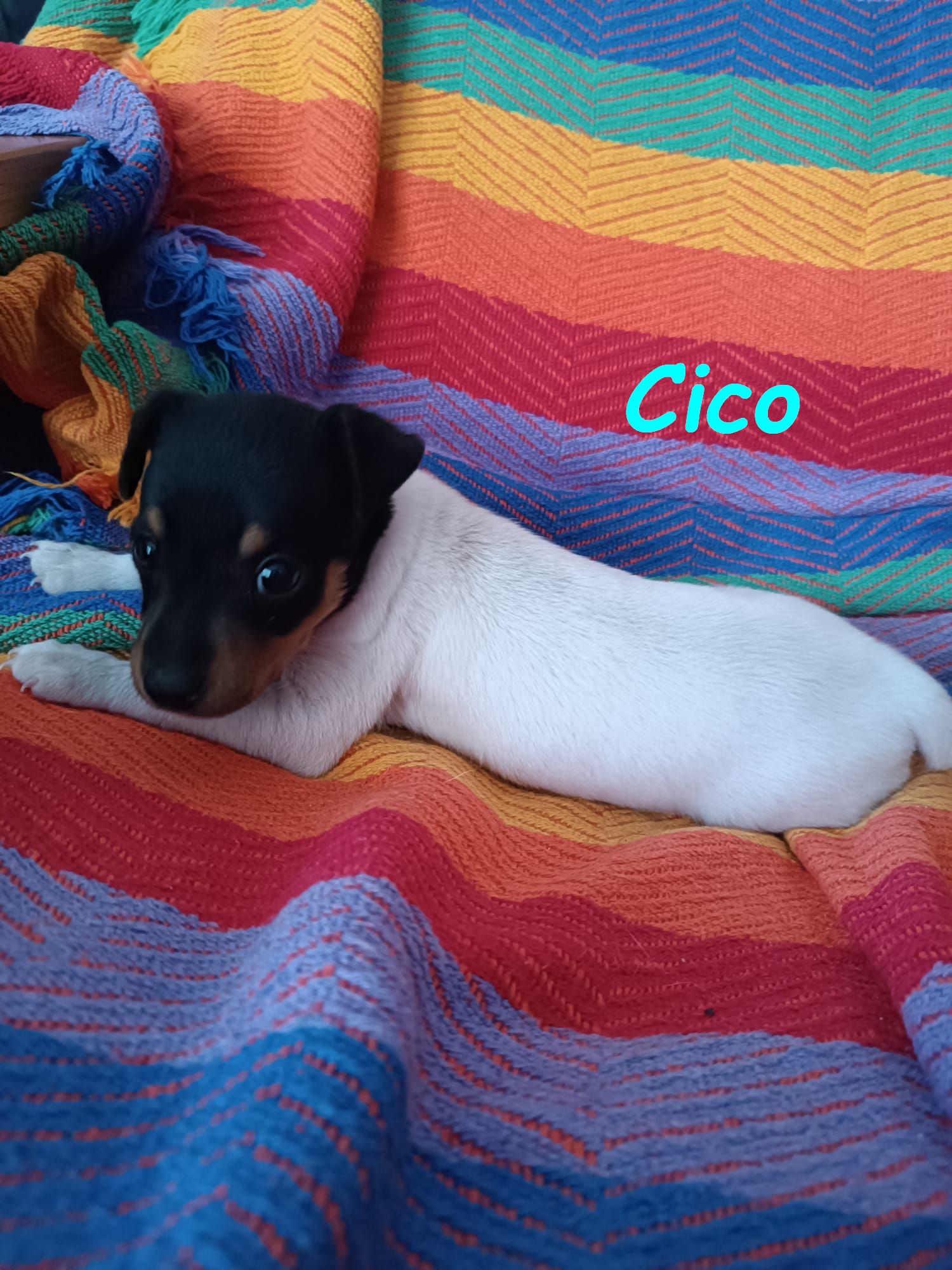 Cico » Tierschutzverein SOS-Dogs e.V.