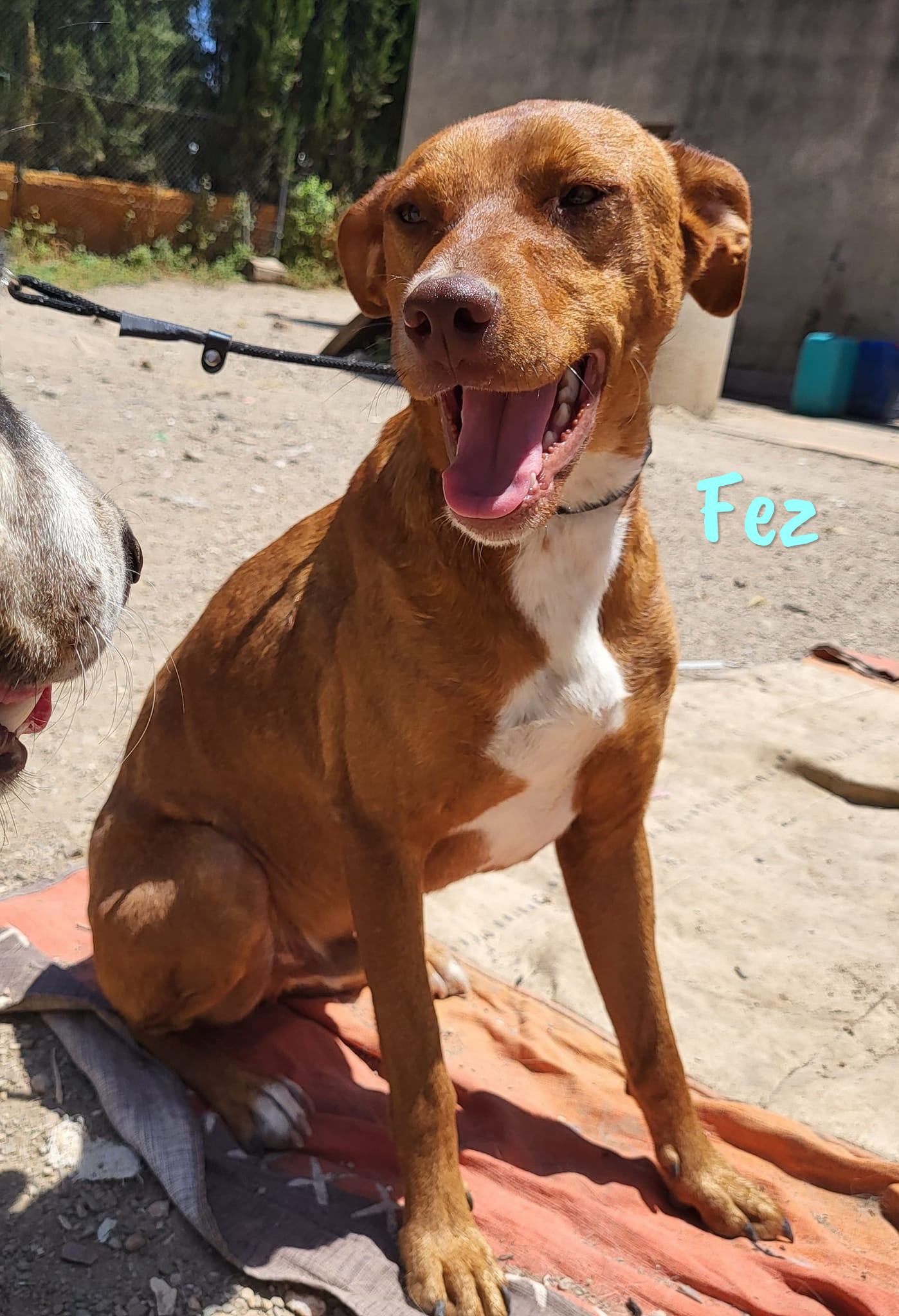 Fez » Tierschutzverein SOS-Dogs e.V.